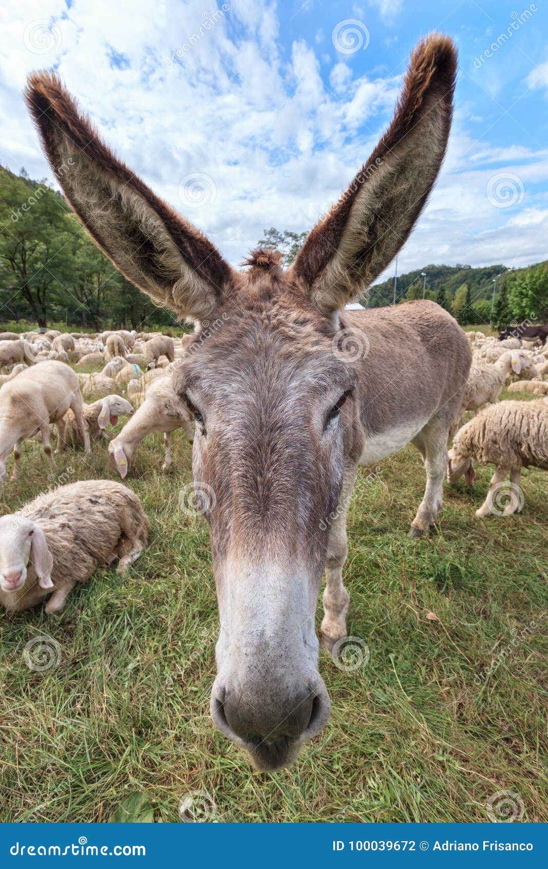 Un Burro En Medio De Una Multitud De Ovejas Foto de archivo - Imagen de ...