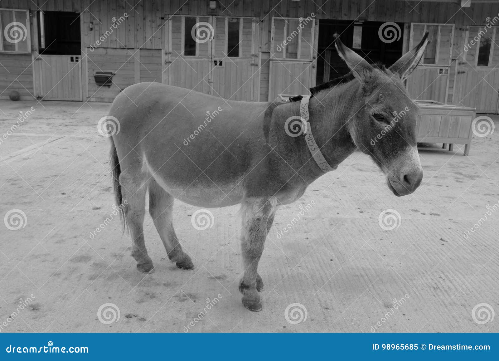 Un Burro Se Coloca Tranquilamente En El Prado Estable Imagen editorial ...