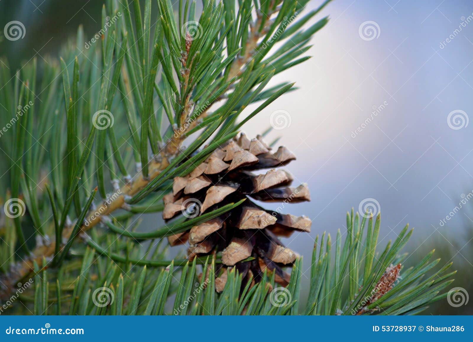 Un cône simple de pin image stock. Image du pointeaux - 53728937