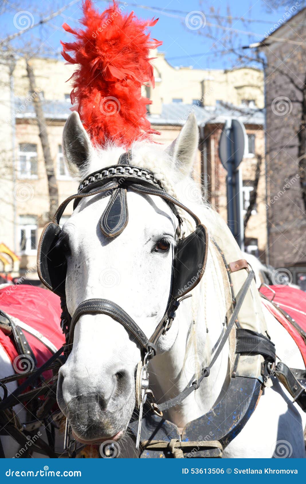 Un caballo con penachos foto de archivo. Imagen de ciudad - 53613506