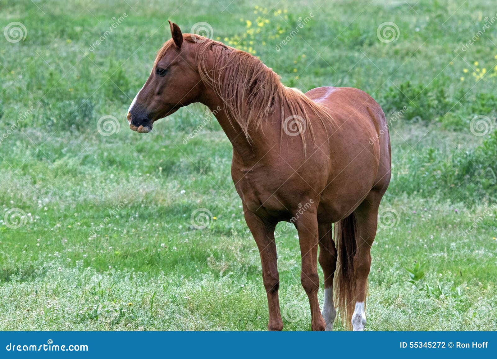 Un Caballo Cuarto Americano Foto de archivo - Imagen de registros ...