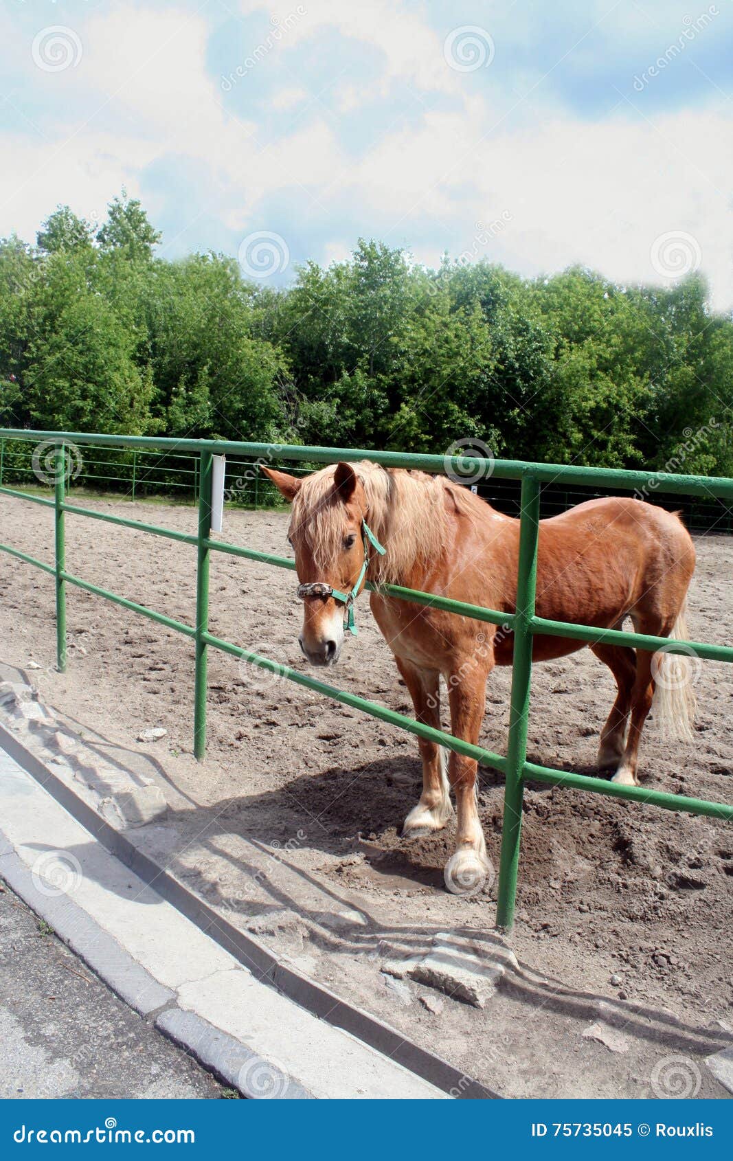 Un caballo en el corral imagen de archivo. Imagen de caballo - 75735045