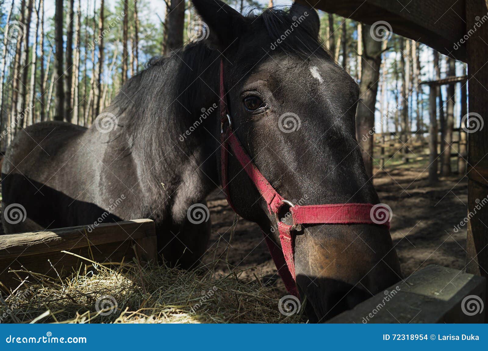 Un Caballo, Masticando El Heno Foto de archivo - Imagen de heno, pista ...