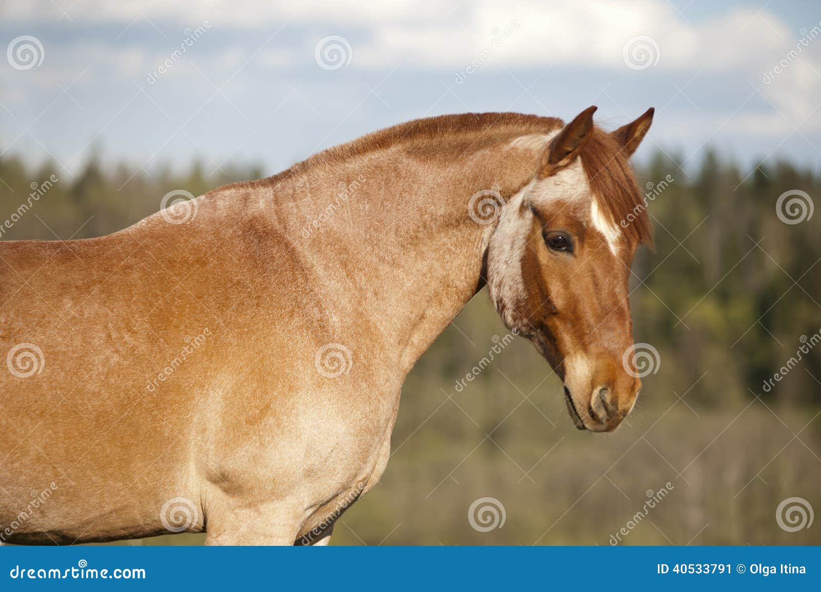 Un Caballo Melado En Un Pasto Imagen de archivo - Imagen de rojizo ...