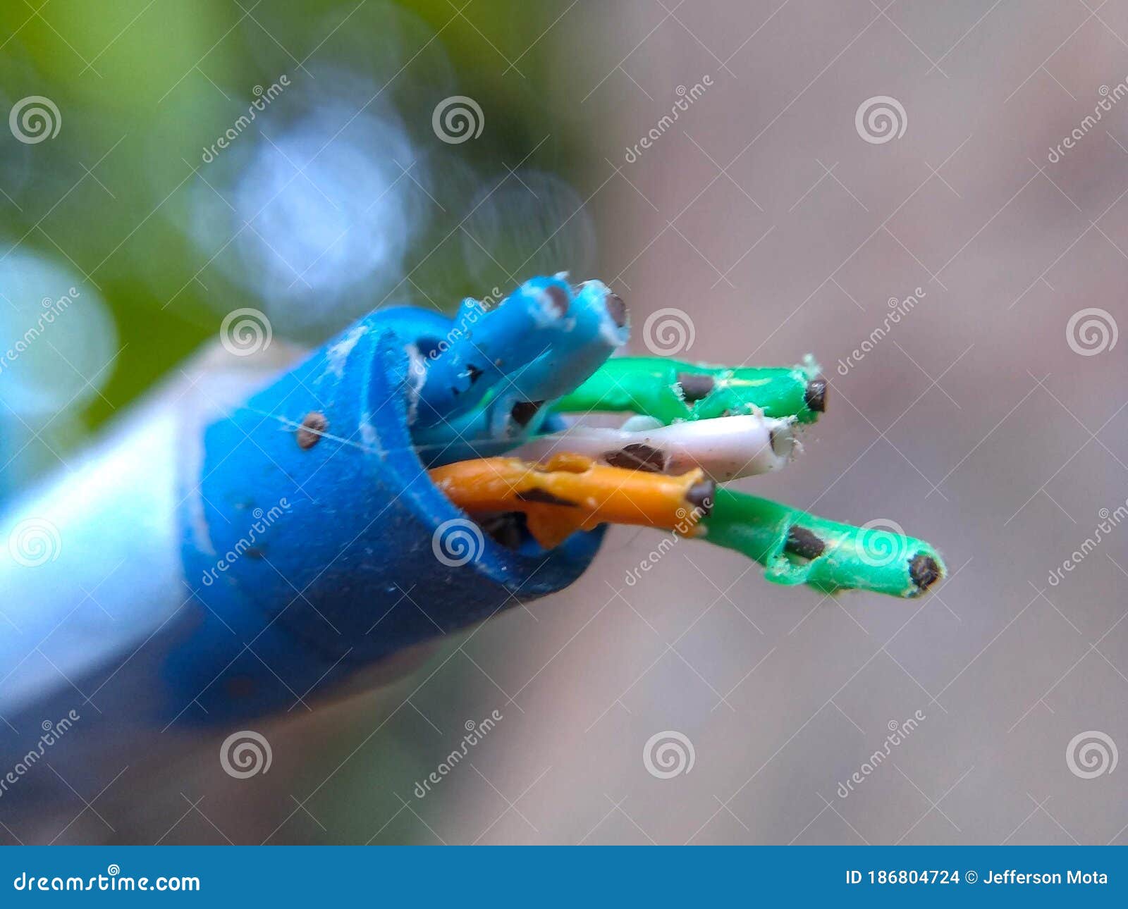 Un Cable Ethernet Roto En Detalle Foto de archivo - Imagen de detalles ...