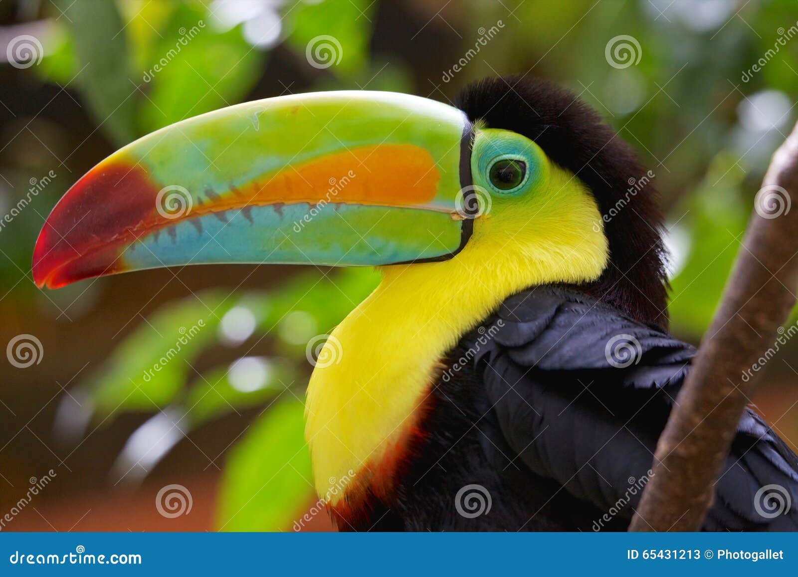 Un calao au Costa Rica image stock. Image du jungle, amérique - 65431213