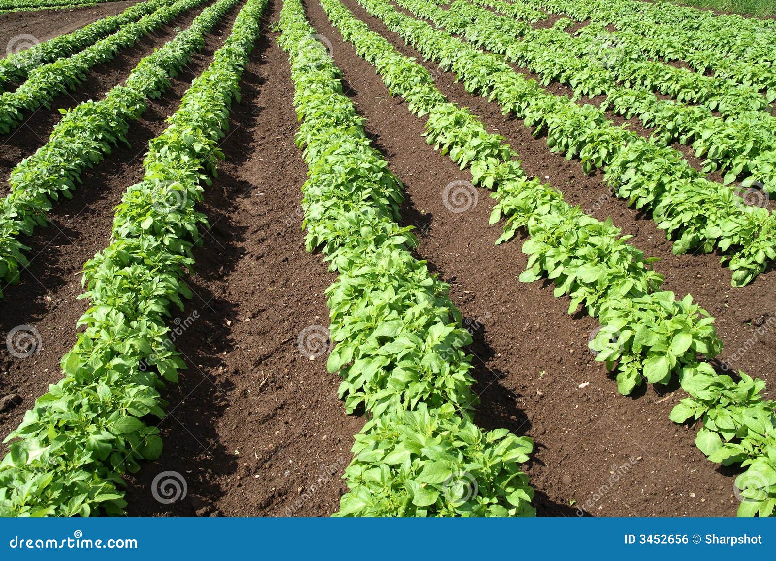 Un Campo De Cosechas Verdes. Foto de archivo - Imagen de paralelo ...