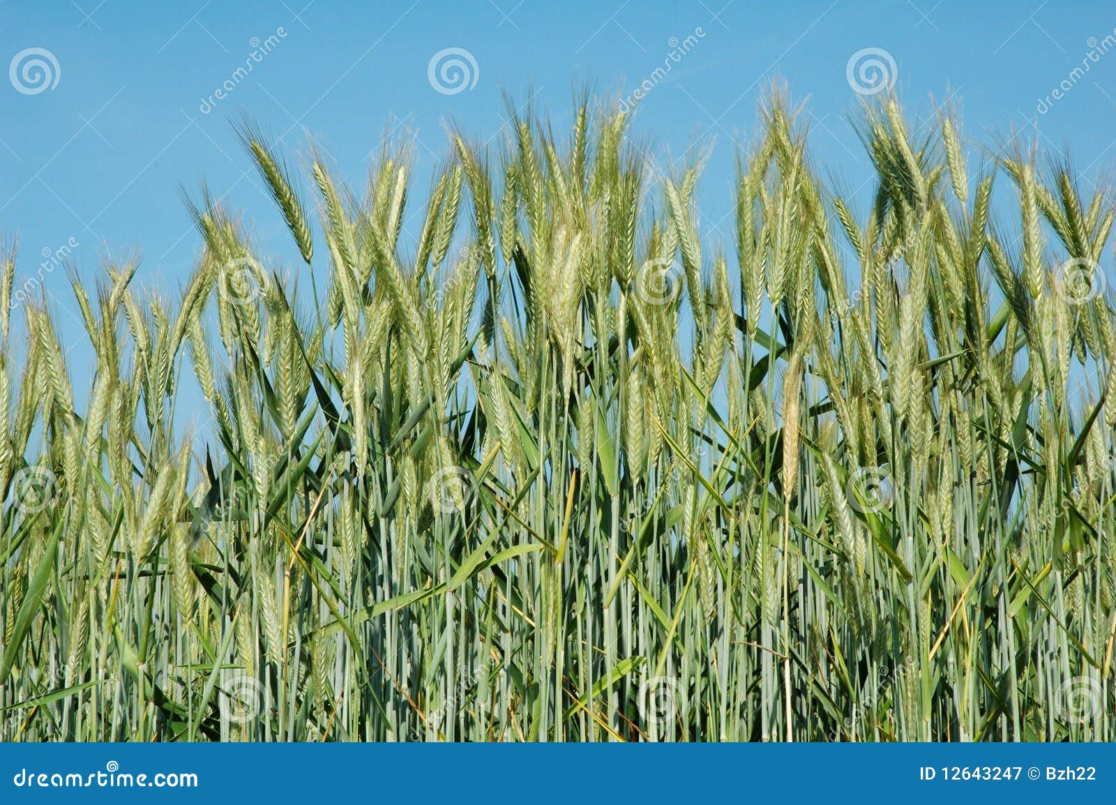 Un campo de la cebada. imagen de archivo. Imagen de agricultura - 12643247