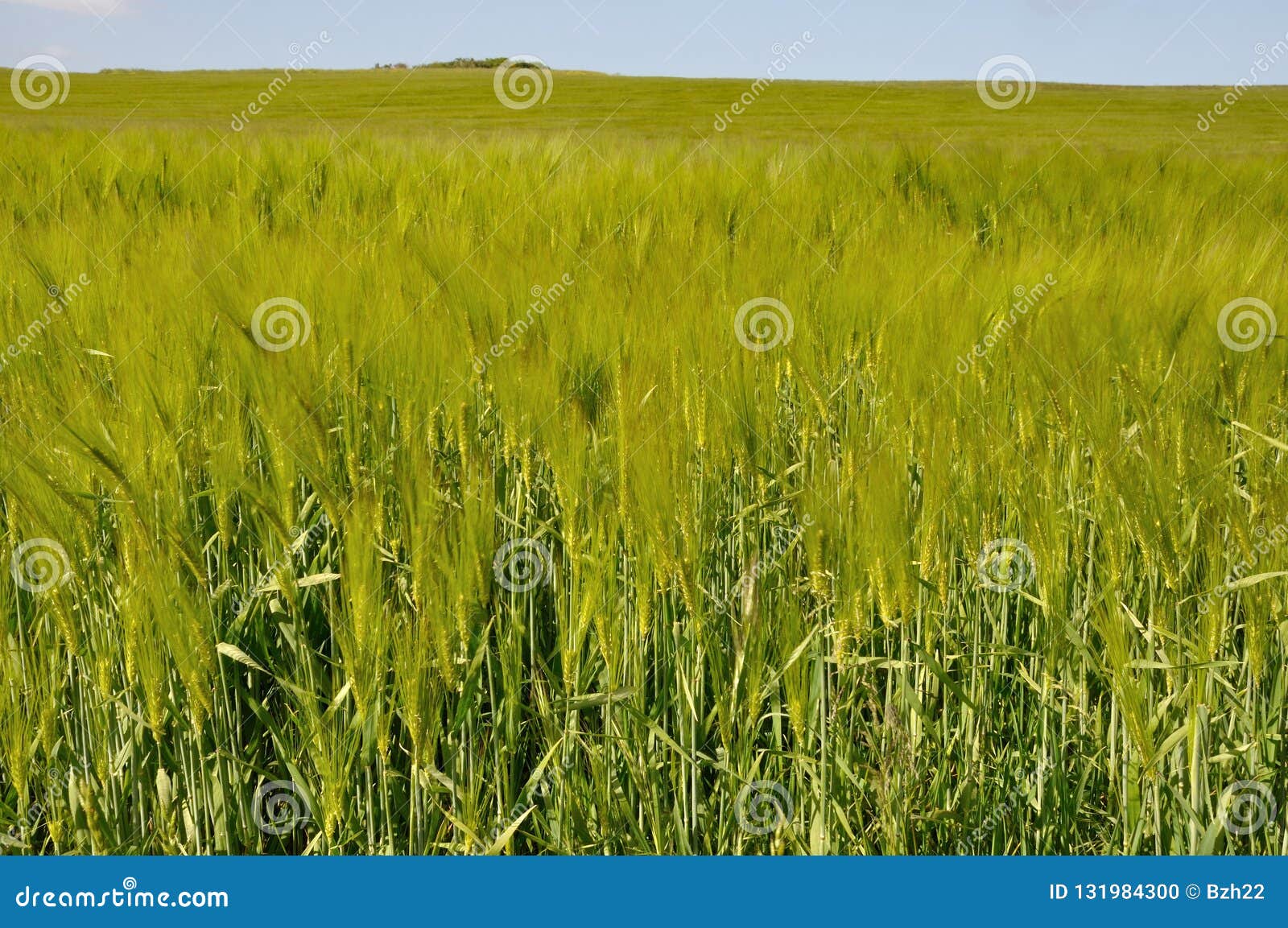 Un campo de la cebada foto de archivo. Imagen de planta - 131984300