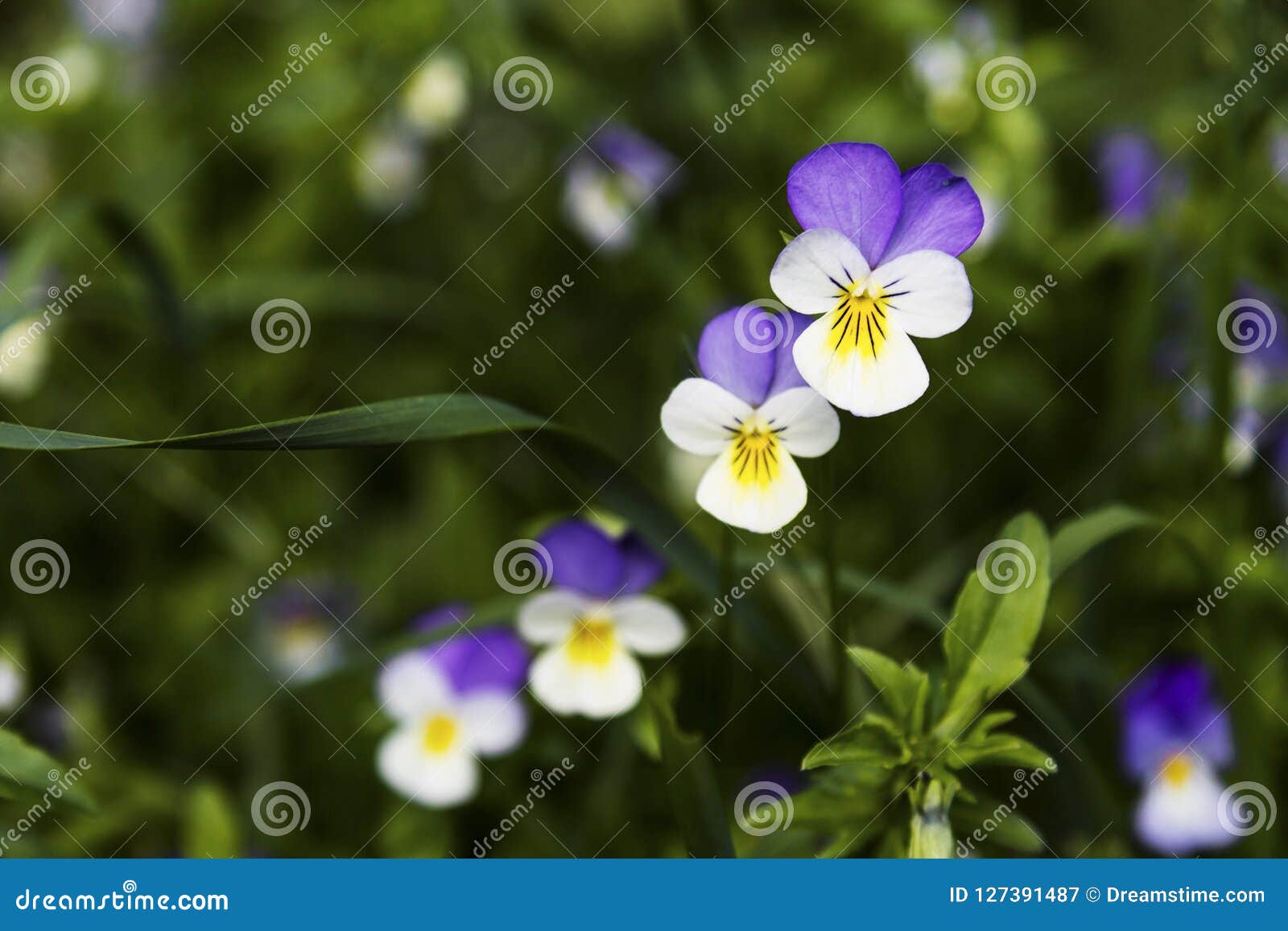 Un Campo De Violetas Hermosas Imagen de archivo - Imagen de violeta ...