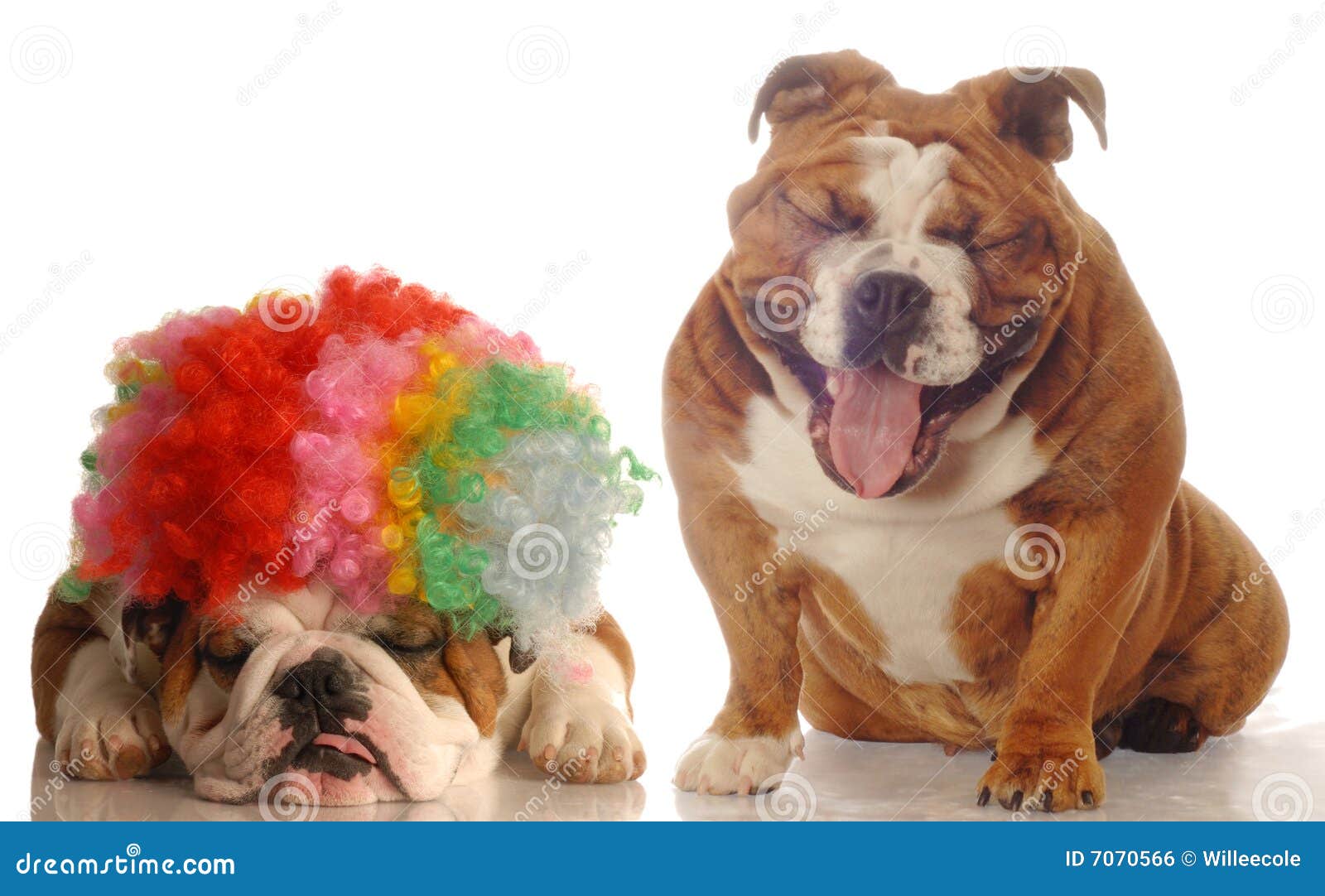 Un Cane Che Ride Di Un Altro Fotografia Stock - Immagine di mandrino ...