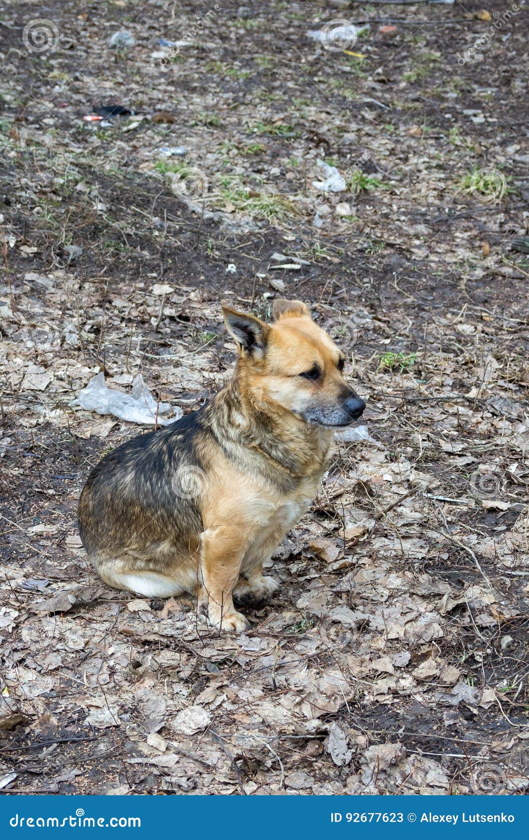 Un cane randagio immagine stock. Immagine di oggetto - 92677623