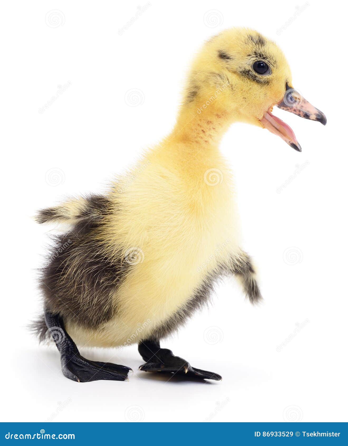 Un caneton jaune image stock. Image du innocence, volaille - 86933529