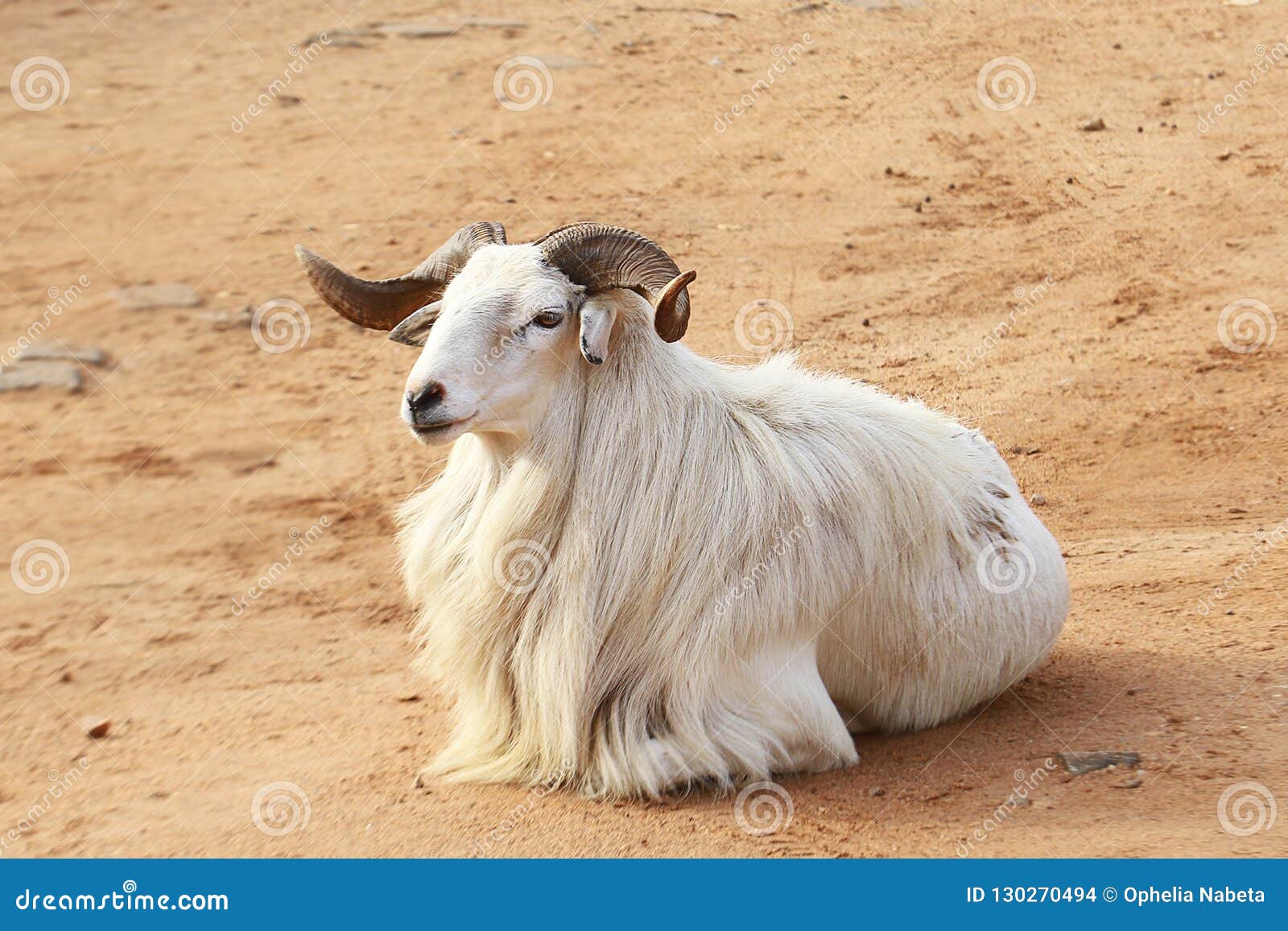 Un Capro Africano Che Riposa Sulla Terra Fotografia Stock - Immagine di ...