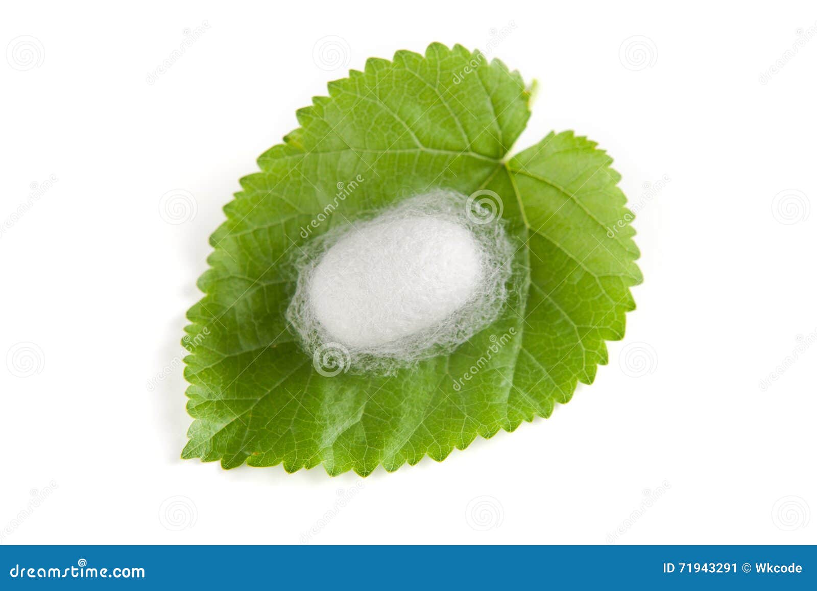 Un Capullo Del Gusano De Seda Imagen de archivo - Imagen de silkworm ...