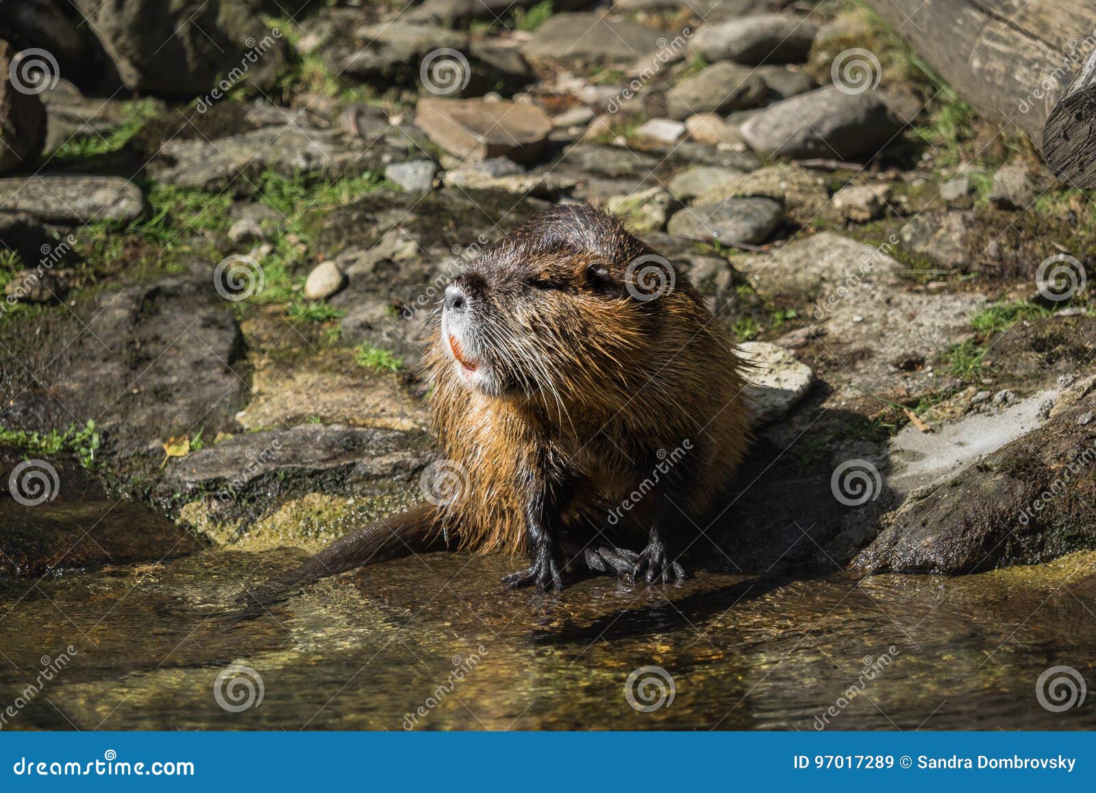 Un castor imagen de archivo. Imagen de mojado, exterior - 97017289