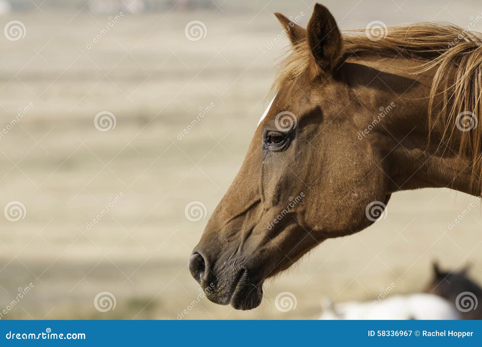 Un Cavallo in Pascolo (colpo in Testa) Immagine Stock - Immagine di ...