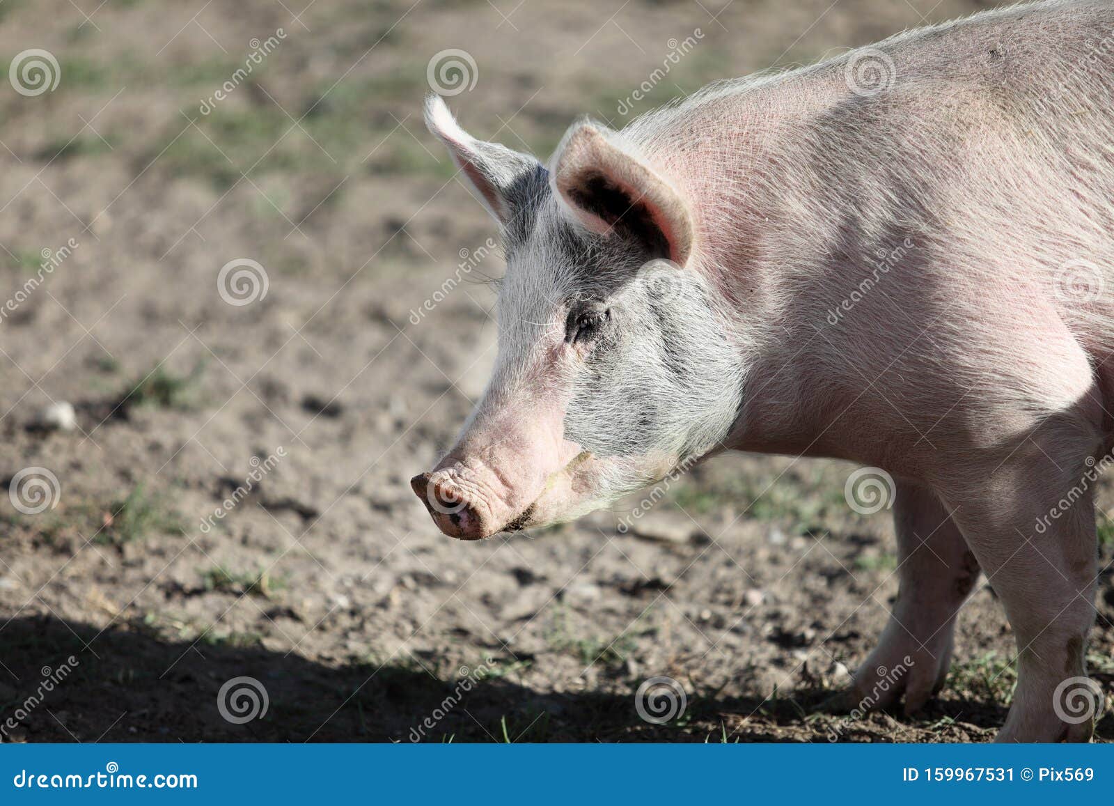 Un Cerdo Blanco En Un Pasto Imagen de archivo - Imagen de cerdos, cerdo ...
