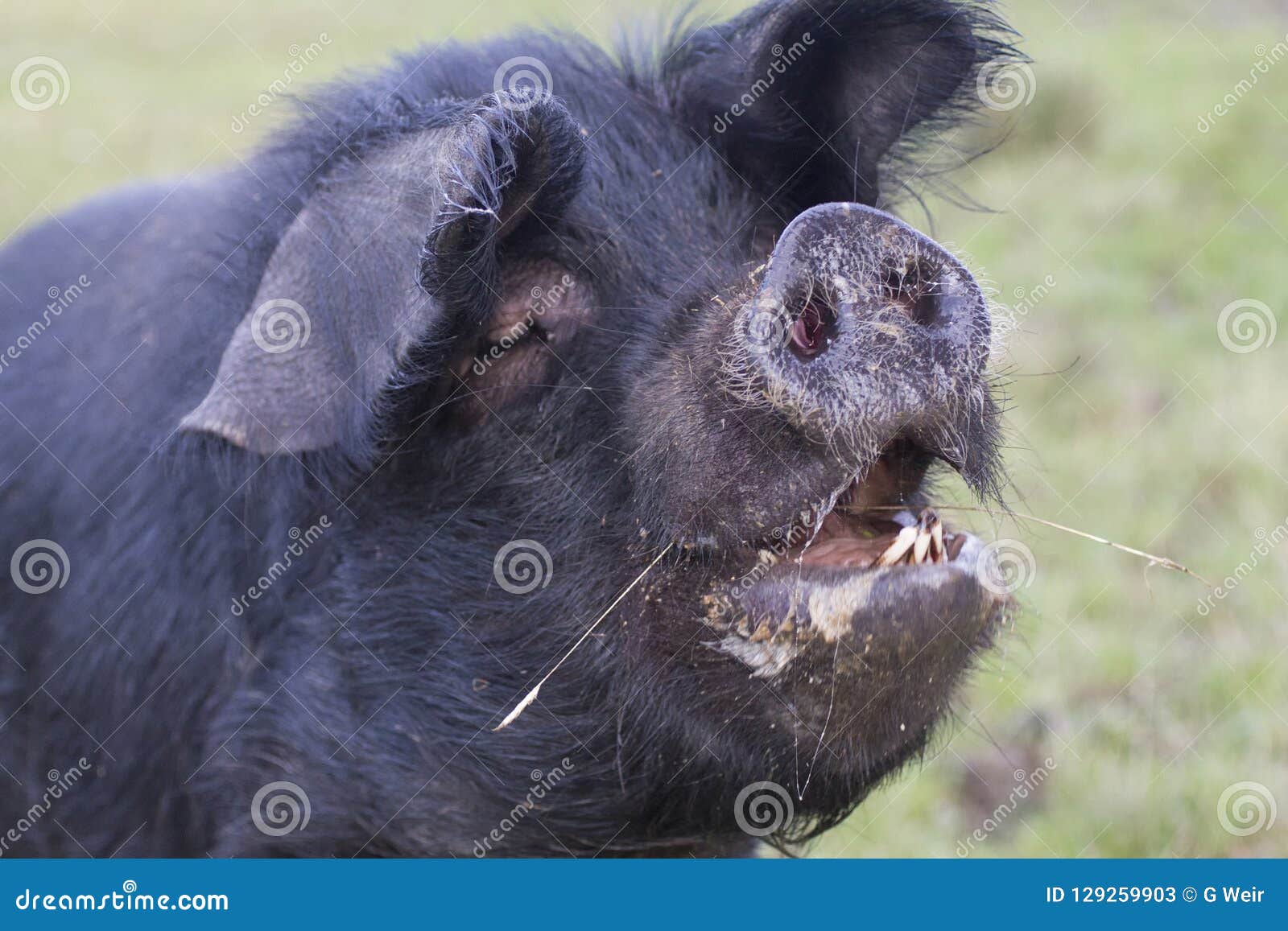 Un Cerdo Grande Con Una Boca Abierta Imagen de archivo - Imagen de boca ...