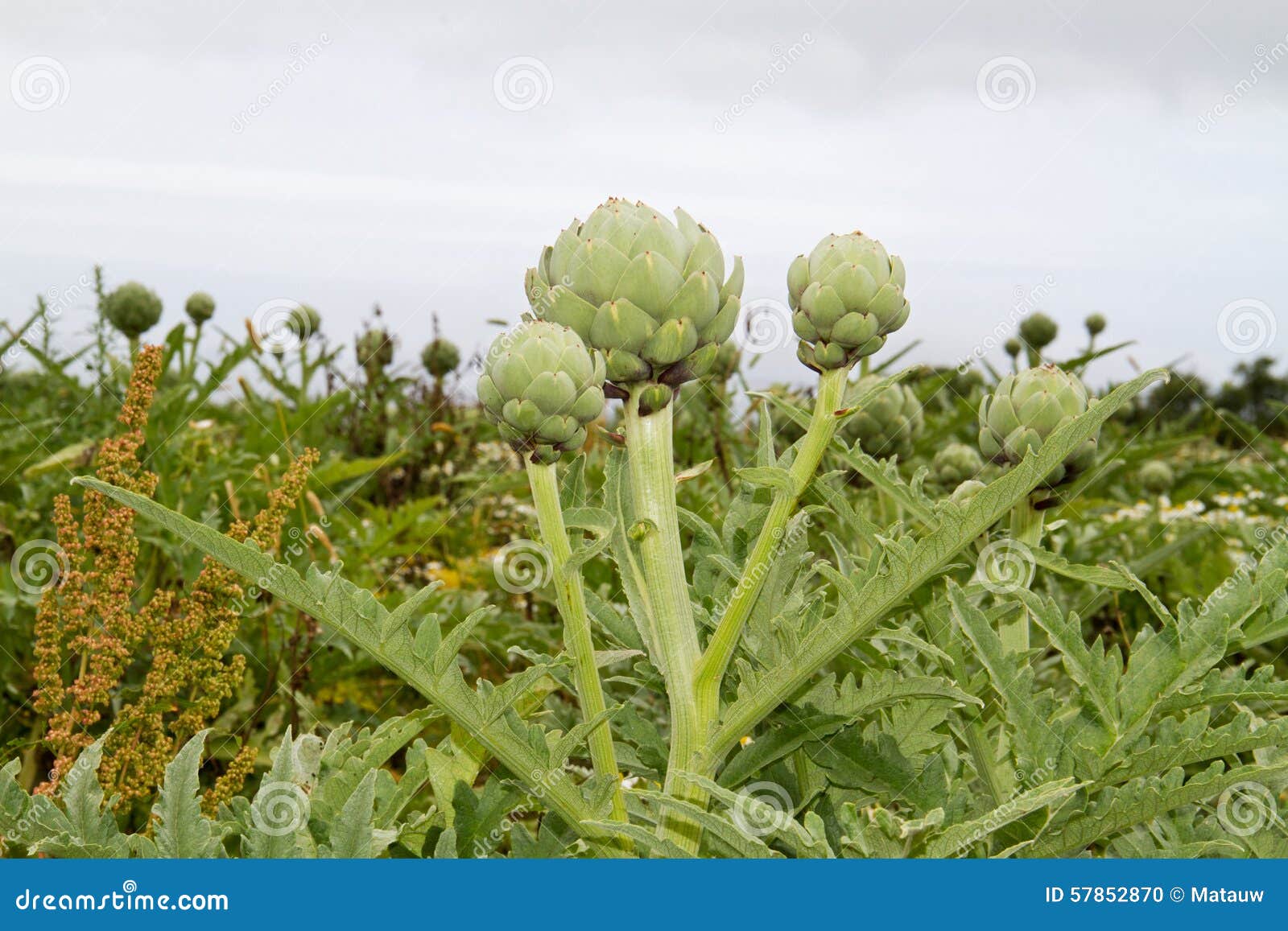 Un champ avec le cardon photo stock. Image du nourriture - 57852870
