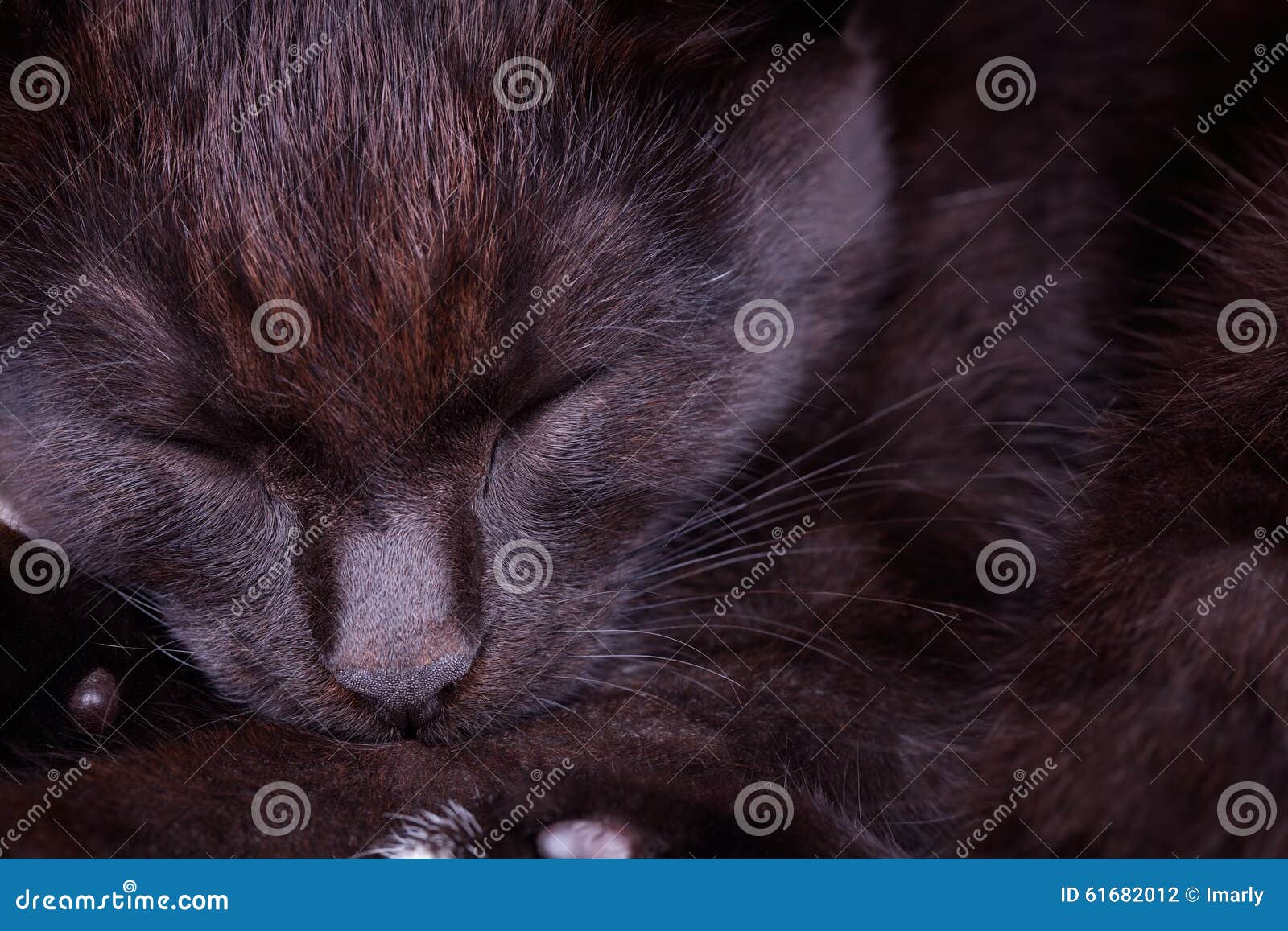 Un Chat Noir Dormant Paisiblement Photo stock - Image du coussin, repos ...