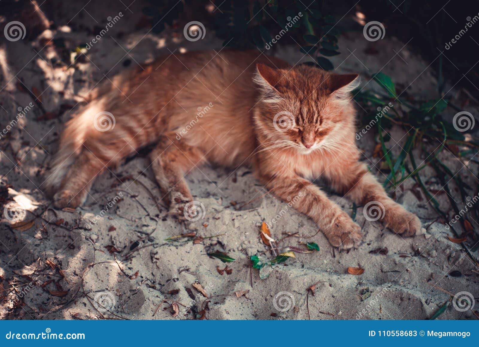 Un Chat Rouge Se Trouve Sur La Plage Image stock - Image du sain ...
