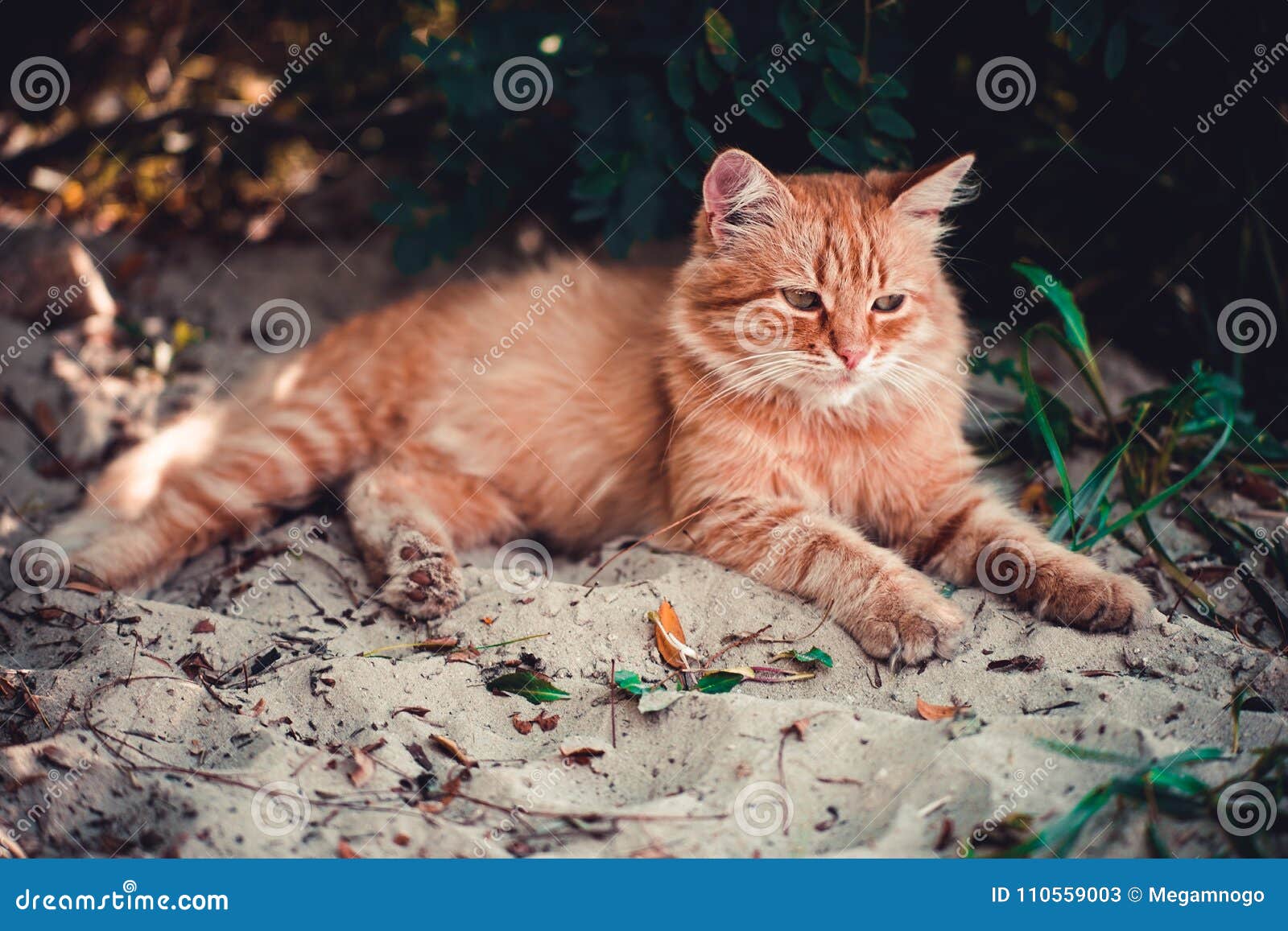 Un Chat Rouge Se Trouve Sur La Plage Image stock - Image du sain ...
