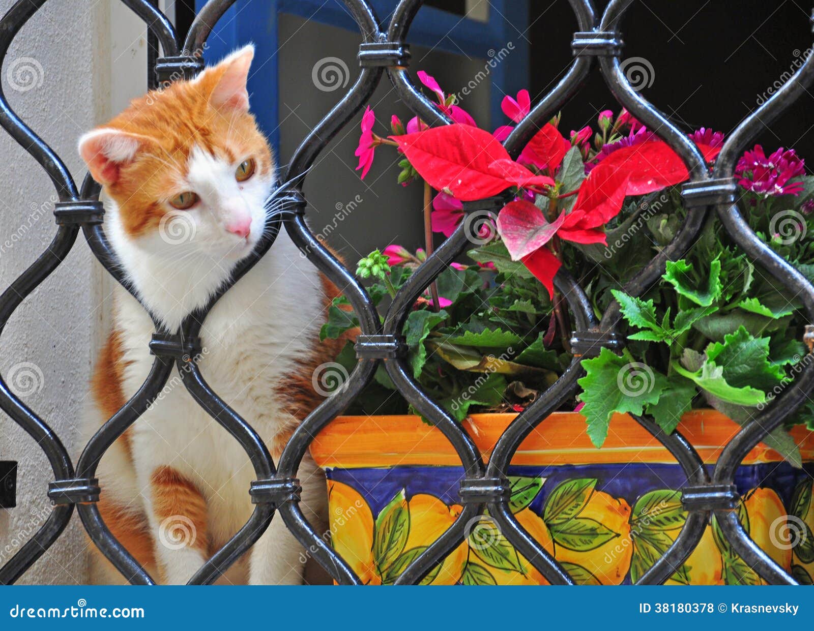 Un chat triste photo stock. Image du animal, seul, oeil - 38180378