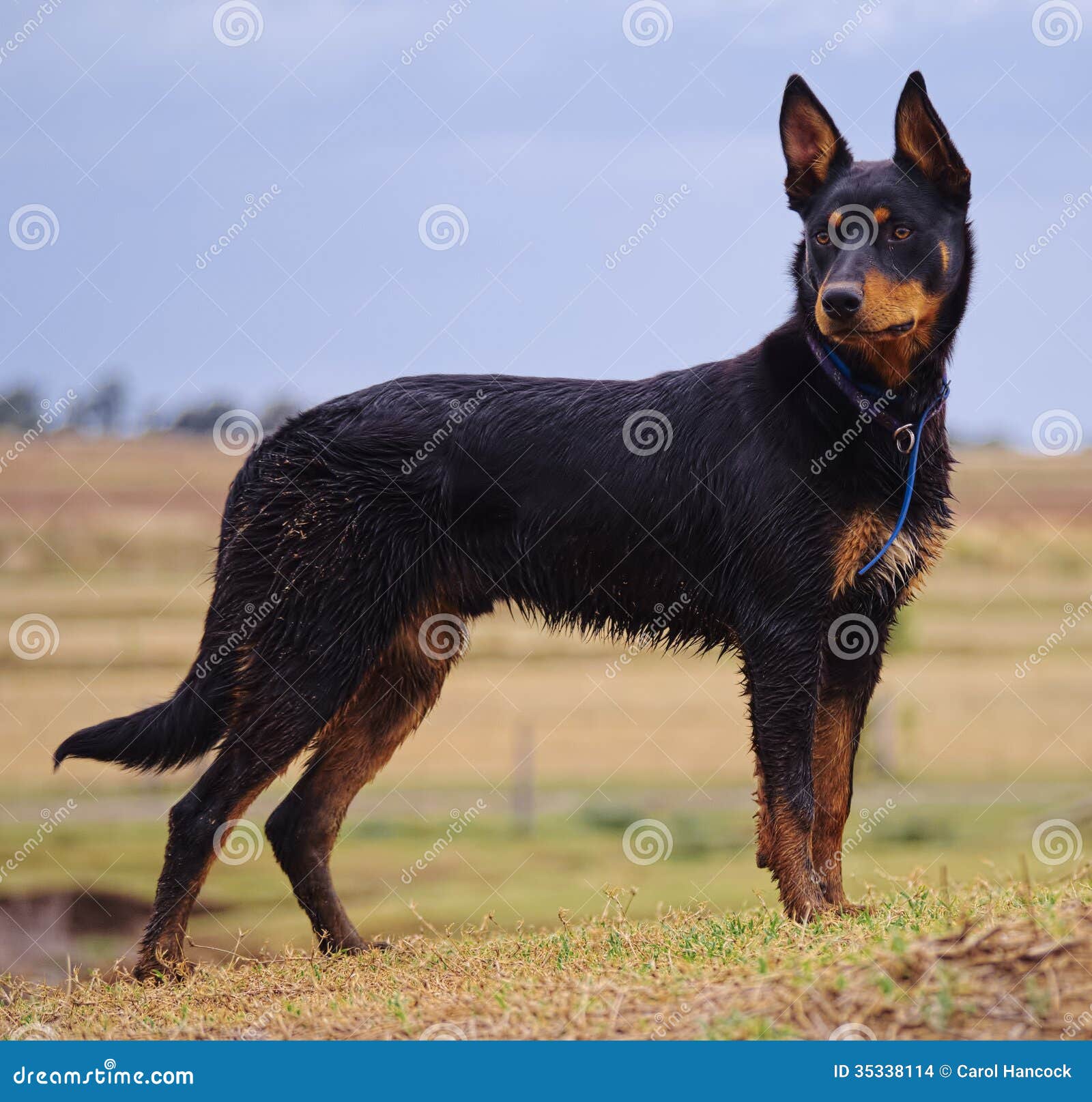 Un Chien Australien De Kelpie Photo stock - Image du masculin ...