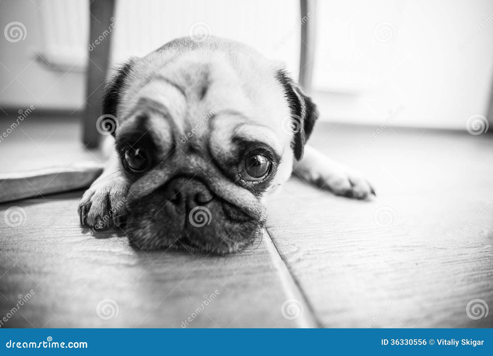 Un chien mignon de roquet photo stock. Image du multiplié - 36330556