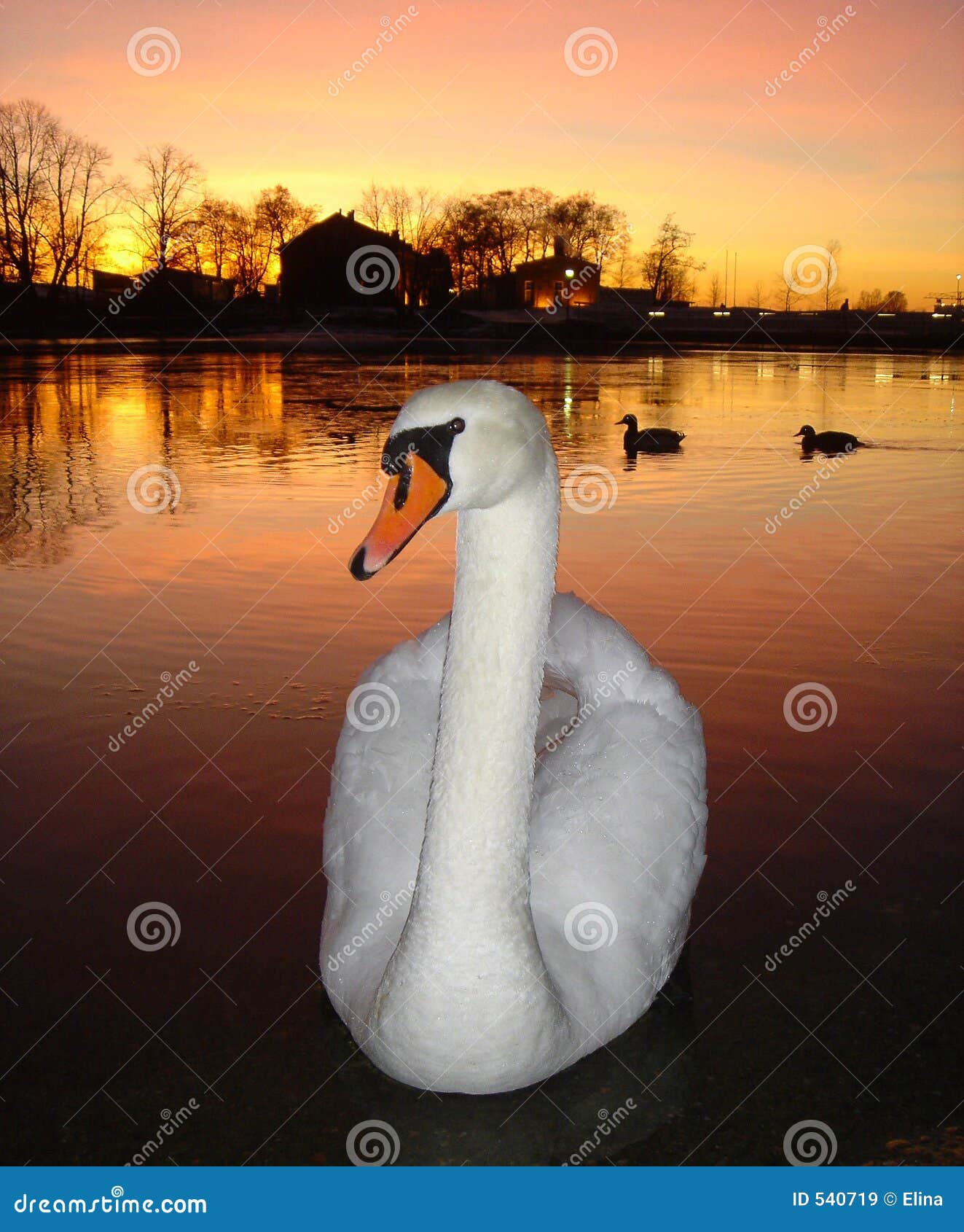 Un cigno e due anatre immagine stock. Immagine di arancione - 540719