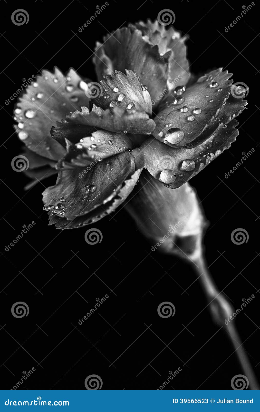 Un Clavel En Blanco Y Negro Imagen de archivo - Imagen de cubo, pétalos ...