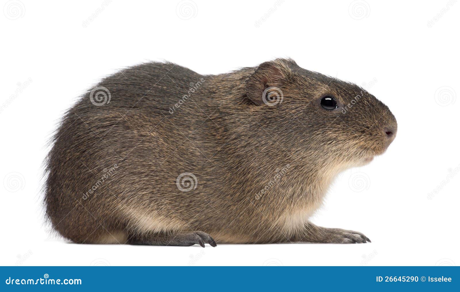 Un Cobaye Plus Grand, Magna De Cavia Photo stock - Image du porc ...