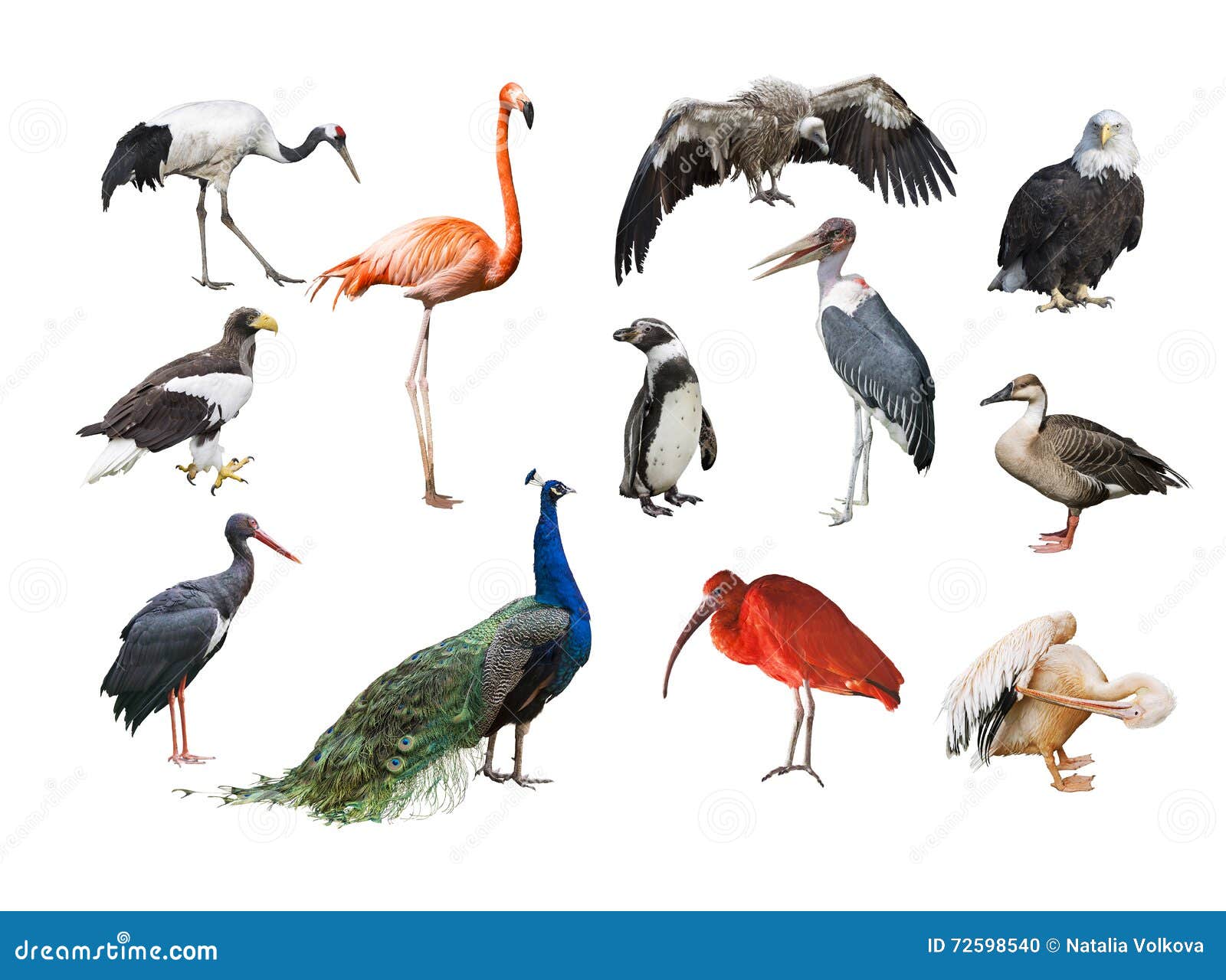 Un Collage Des Oiseaux De Différents Continents Photo stock - Image du ...