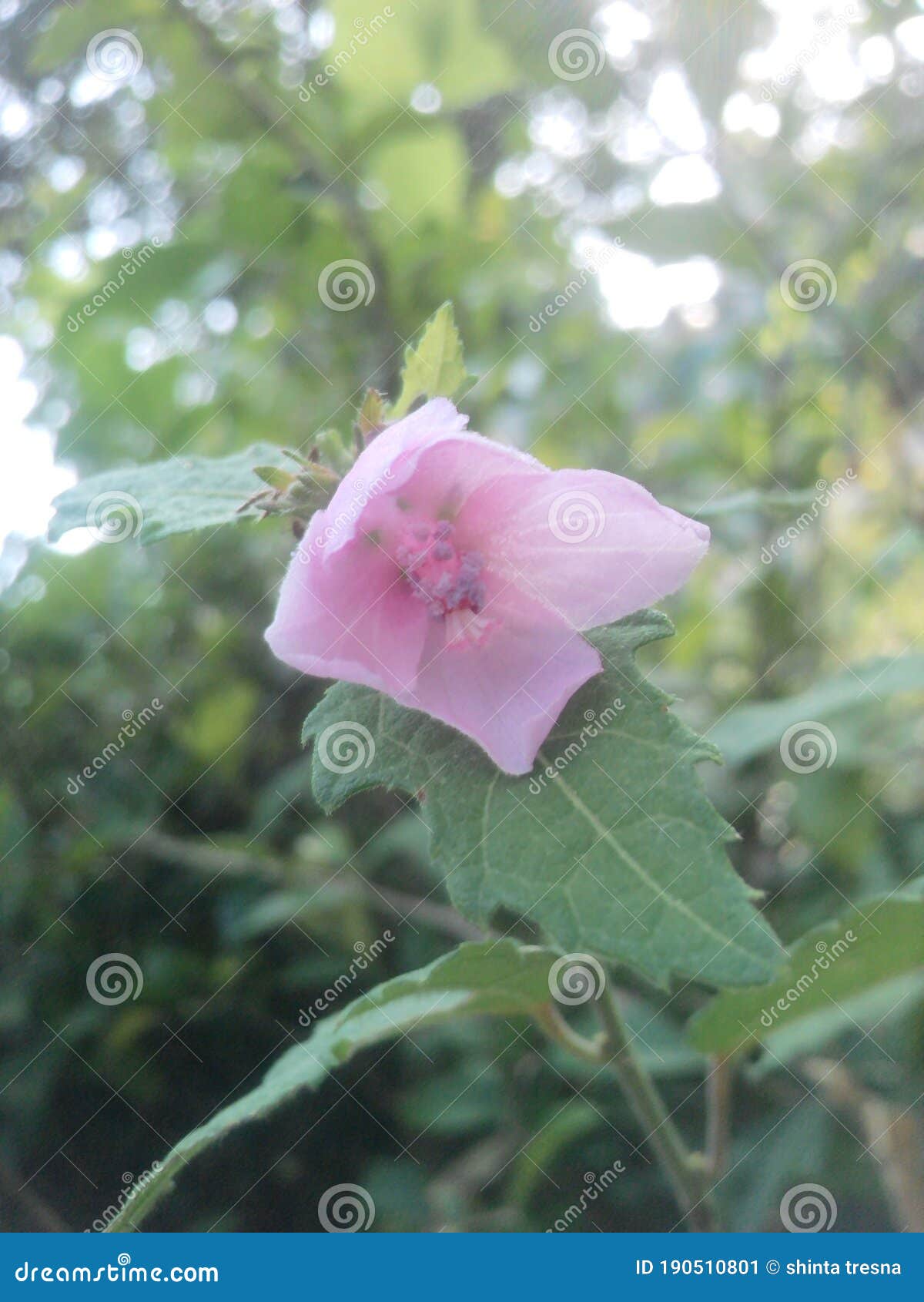 Un Color De Flor Tropical Rosa Imagen de archivo - Imagen de producto ...