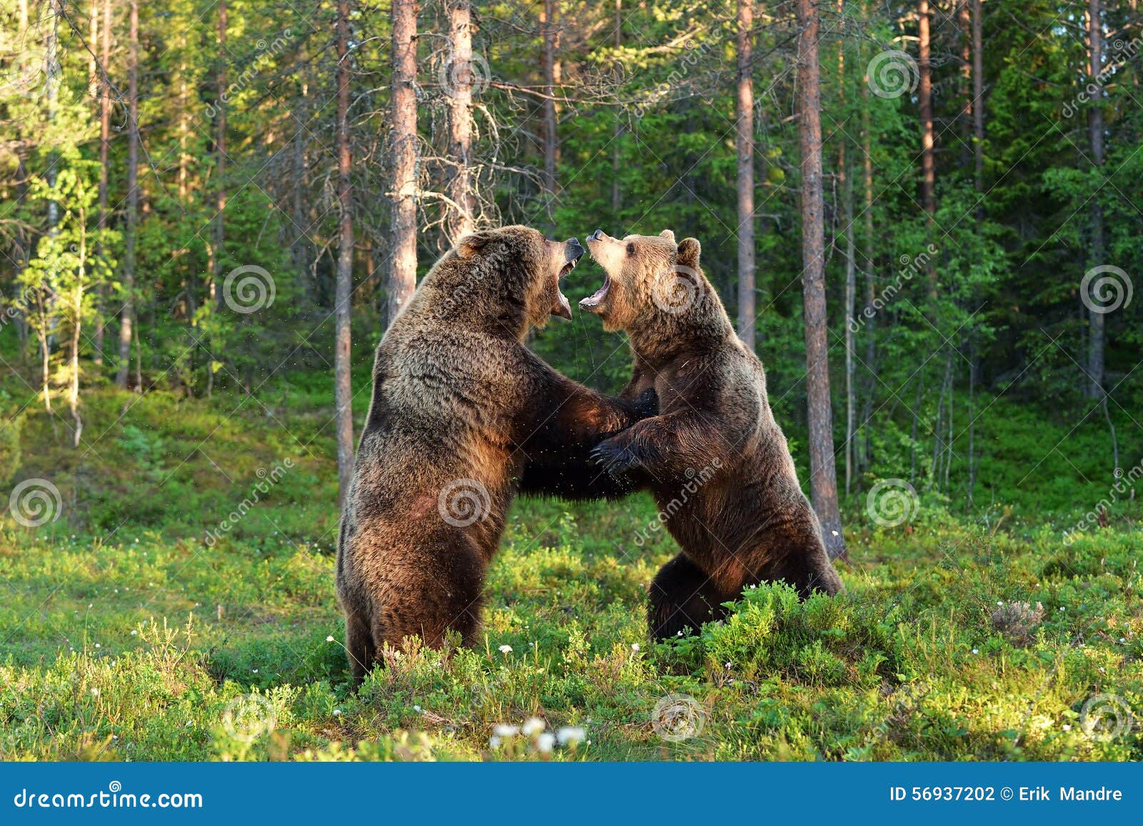 Un Combattimento Dei Due Orsi Fotografia Stock - Immagine di mammifero ...