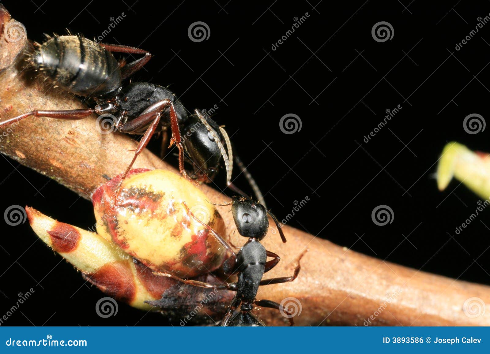 Un Combattimento Delle Due Formiche Del Legno Fotografia Stock ...