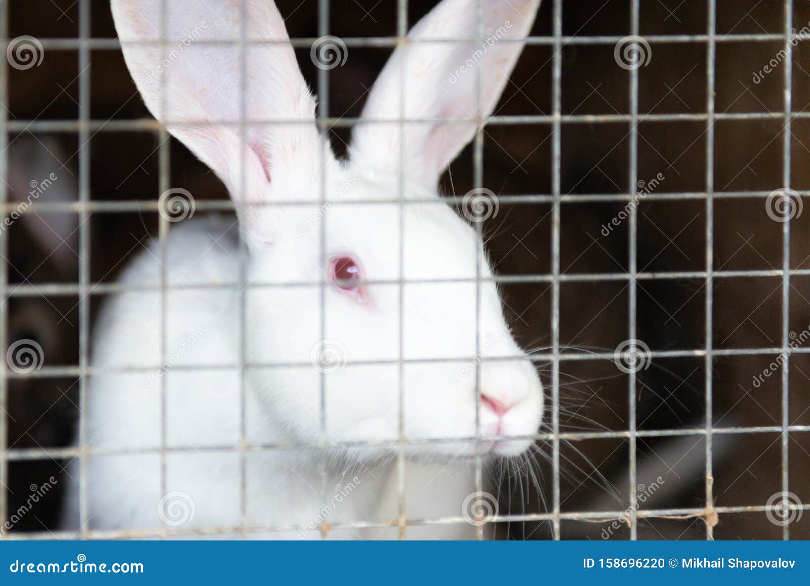 Un Conejo Blanco Con Ojos Rojos Foto de archivo - Imagen de agricultura ...