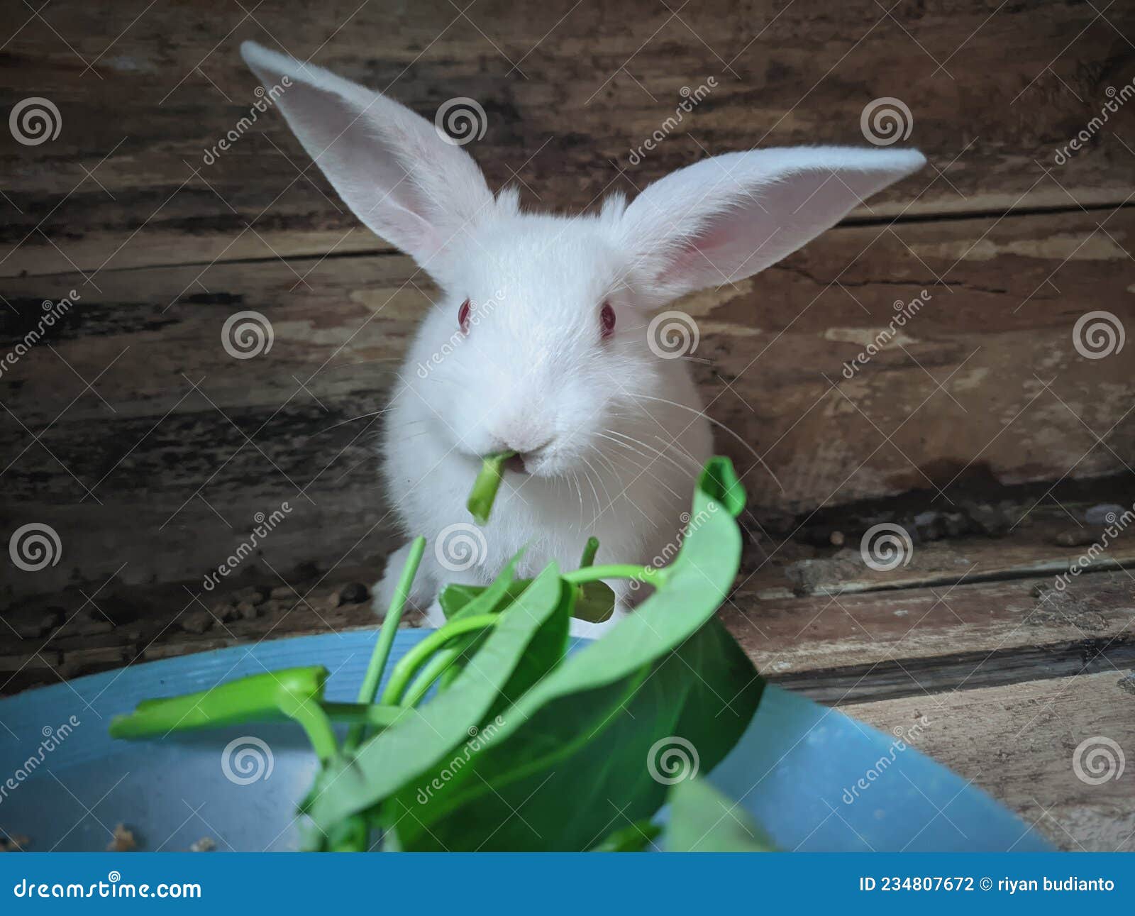 Un Conejo Blanco En Una Jaula De Madera Comiendo Pasto Foto de archivo ...