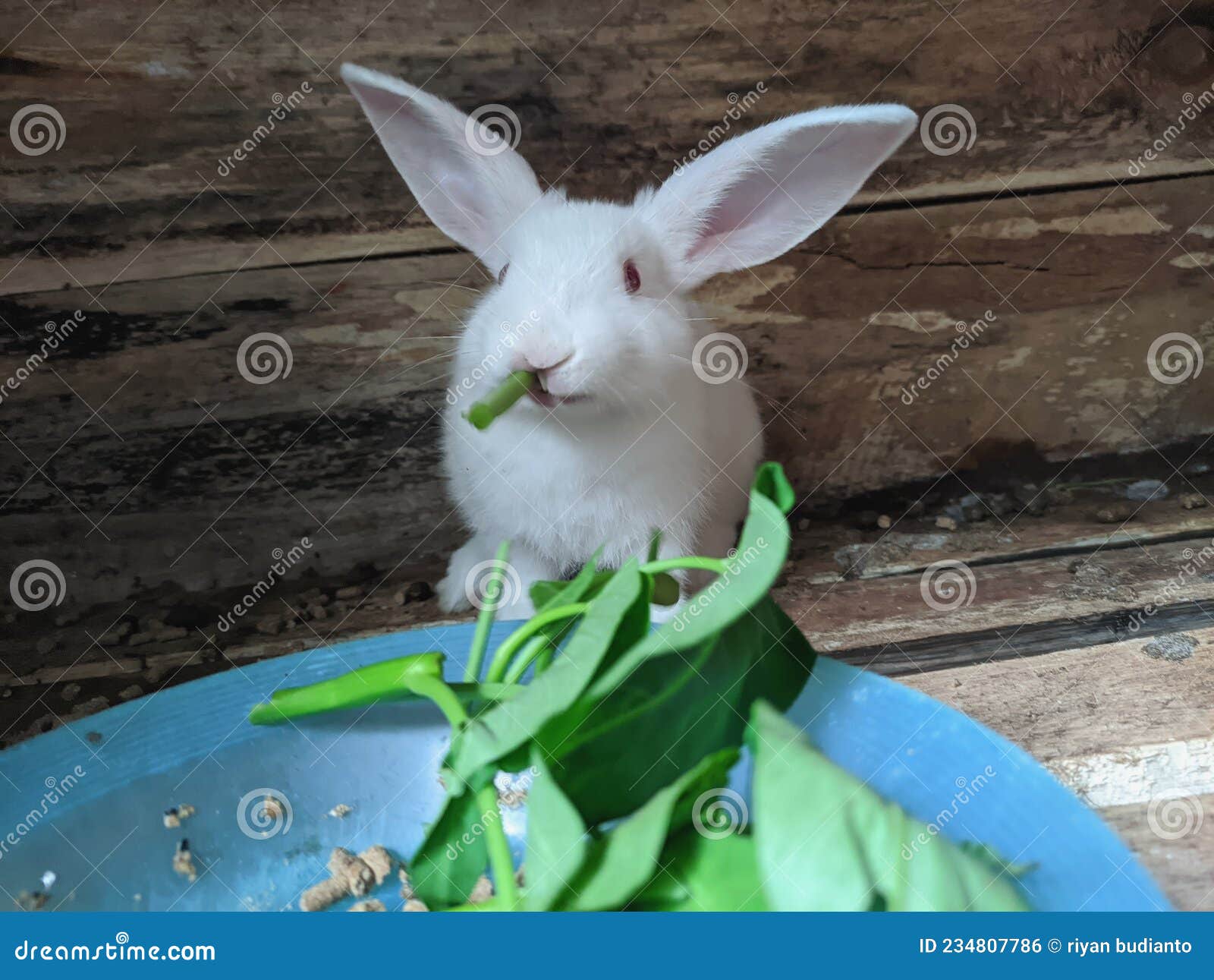Un Conejo Blanco En Una Jaula De Madera Comiendo Pasto Foto de archivo ...