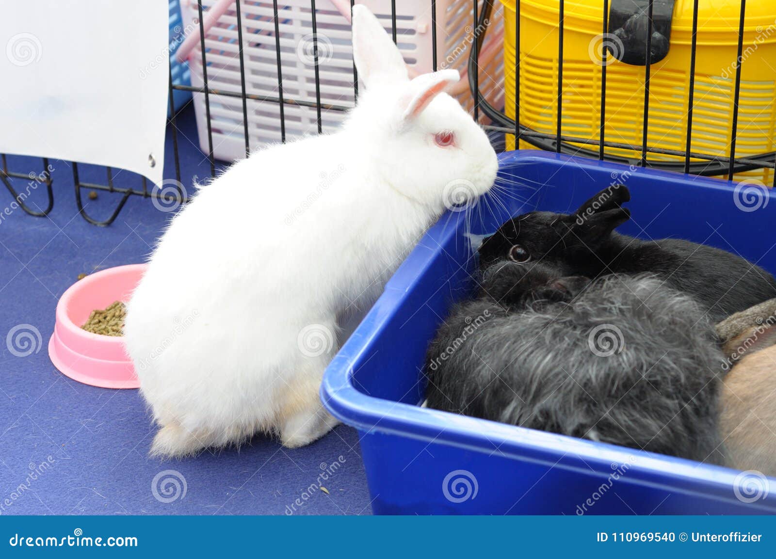 Un Conejo Blanco Y Dos Conejos Negros Foto de archivo - Imagen de ...