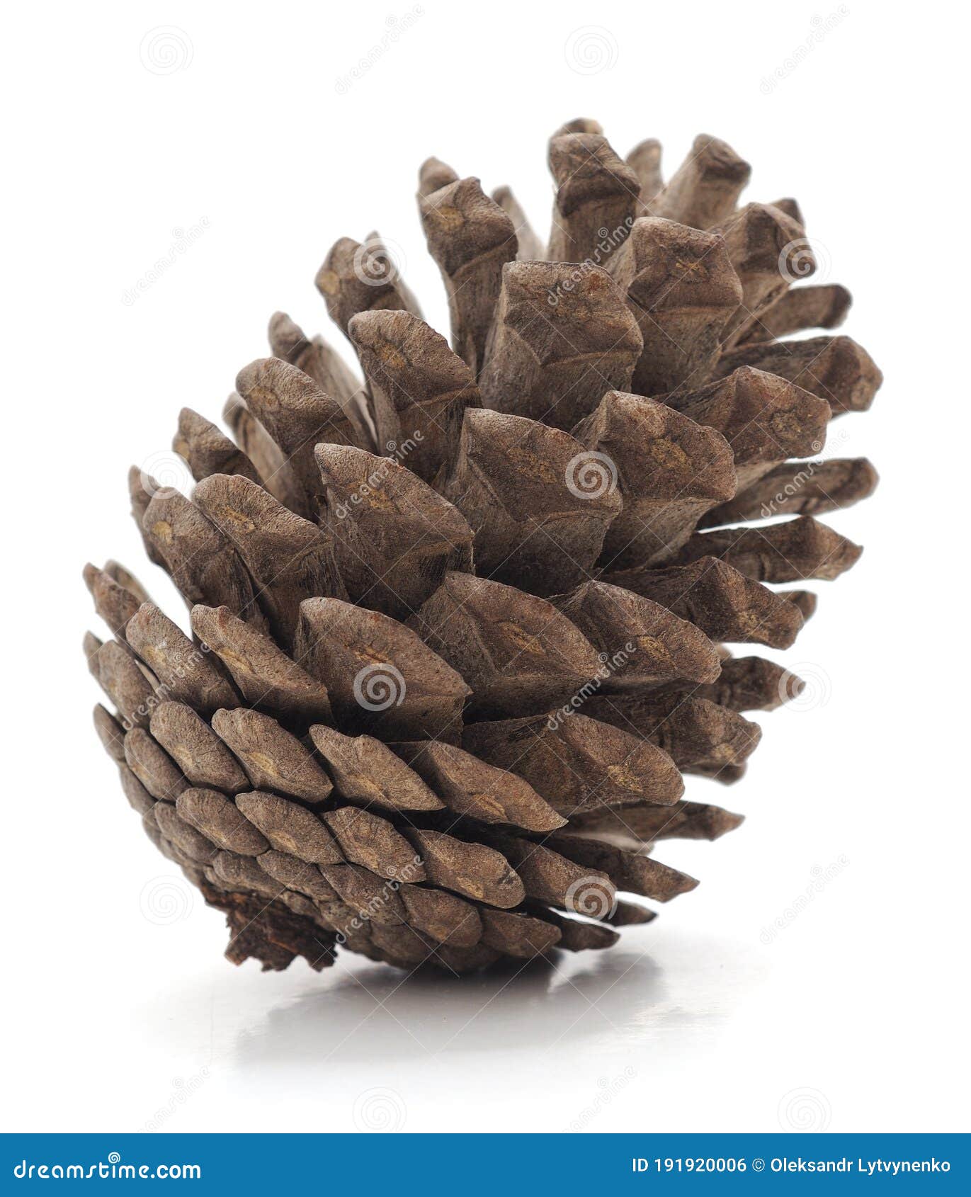 Un cono de pino foto de archivo. Imagen de cubo, diciembre - 191920006