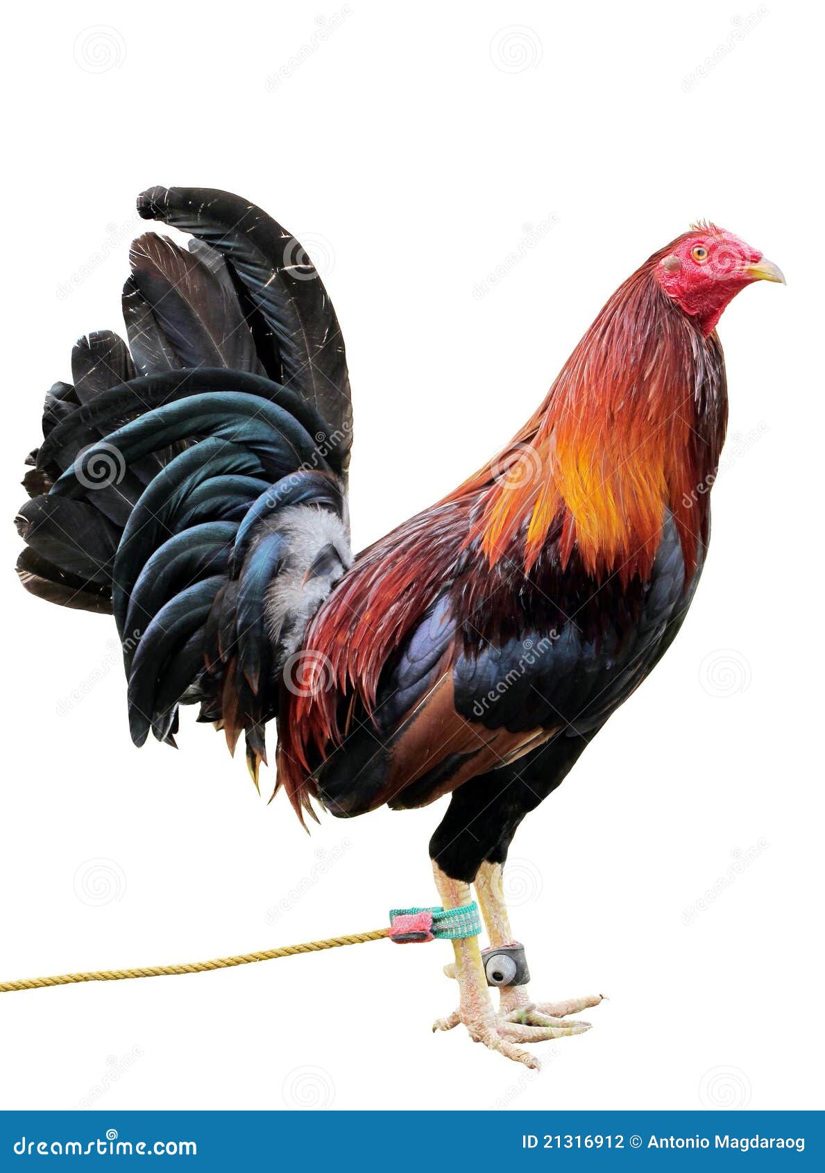 Un Coq Photographie stock - Image: 21316912