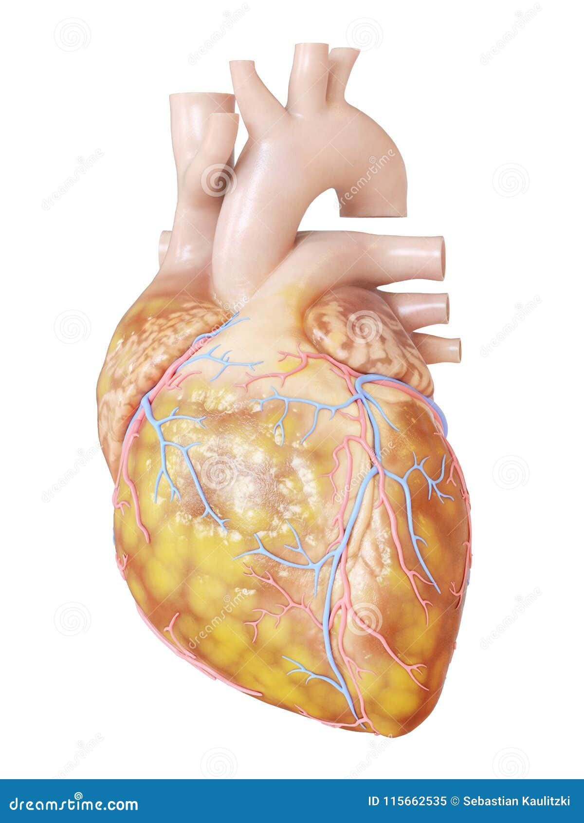 Graso Ilustraciones Stock, Vectores, Y Clipart – (8,883 Ilustraciones ...