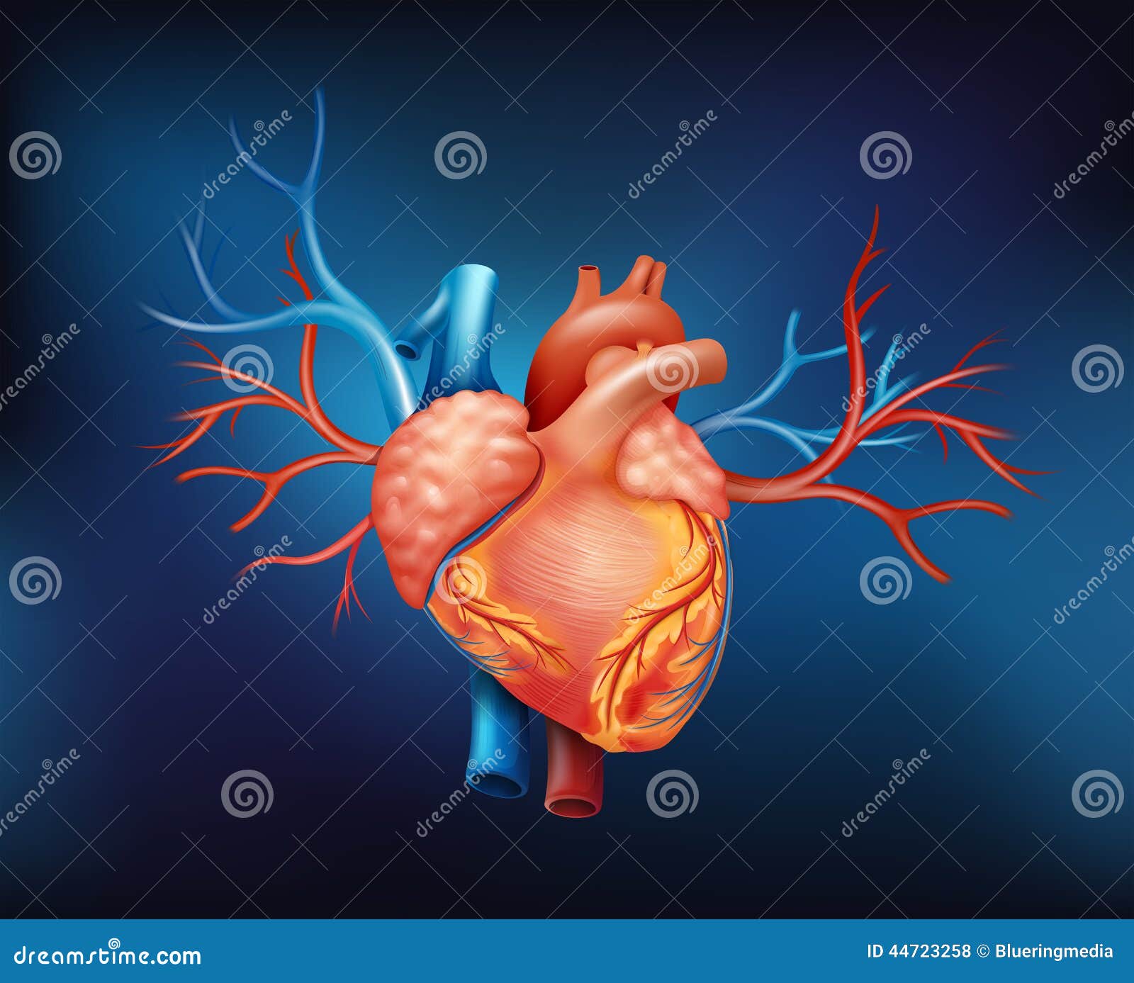 Un corazón humano ilustración del vector. Ilustración de descendente ...