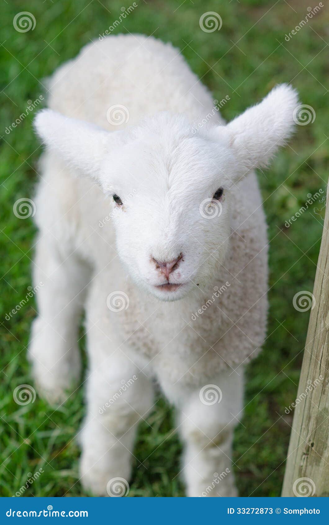 Un Cordero Lindo Blanco En Hierba Verde Imagen de archivo - Imagen de ...