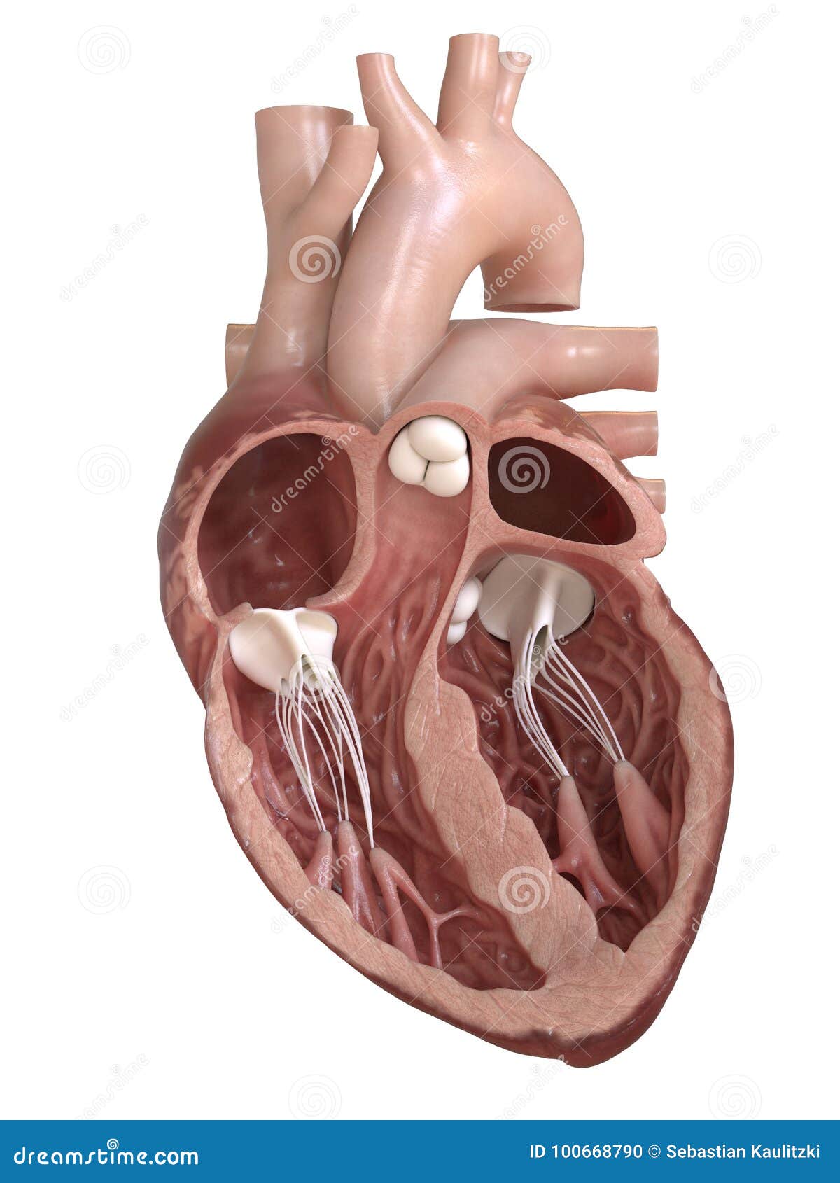 Un Corte Transversal Del Corazón Stock de ilustración - Ilustración de ...