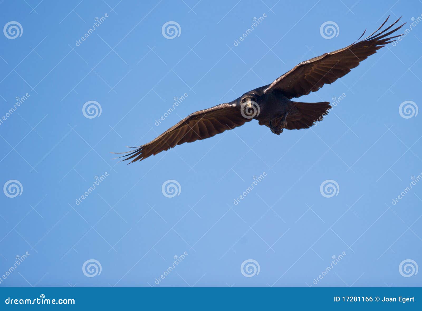 Un Corvo Comune Che Guarda Da Sopra Fotografia Stock - Immagine di ...