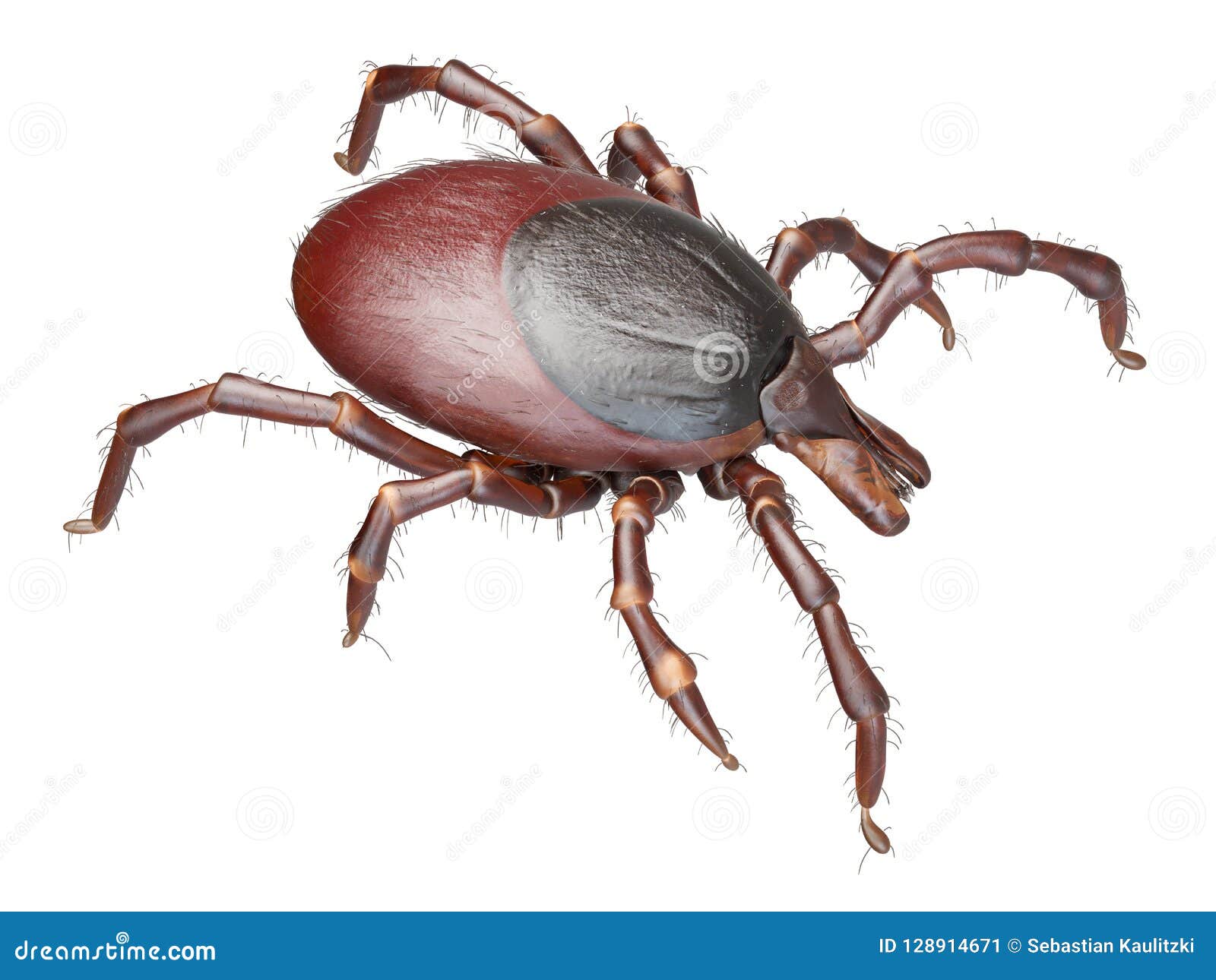 Un coutil illustration stock. Illustration du rendu - 128914671