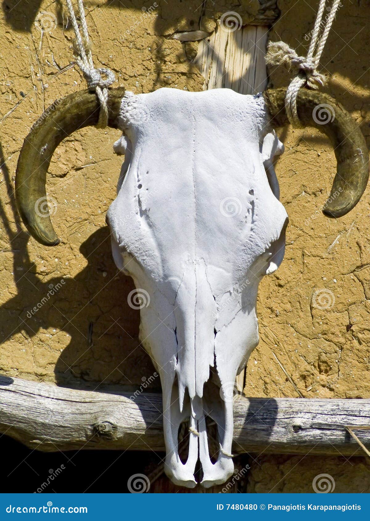 Un cráneo de los toros foto de archivo. Imagen de claxon - 7480480